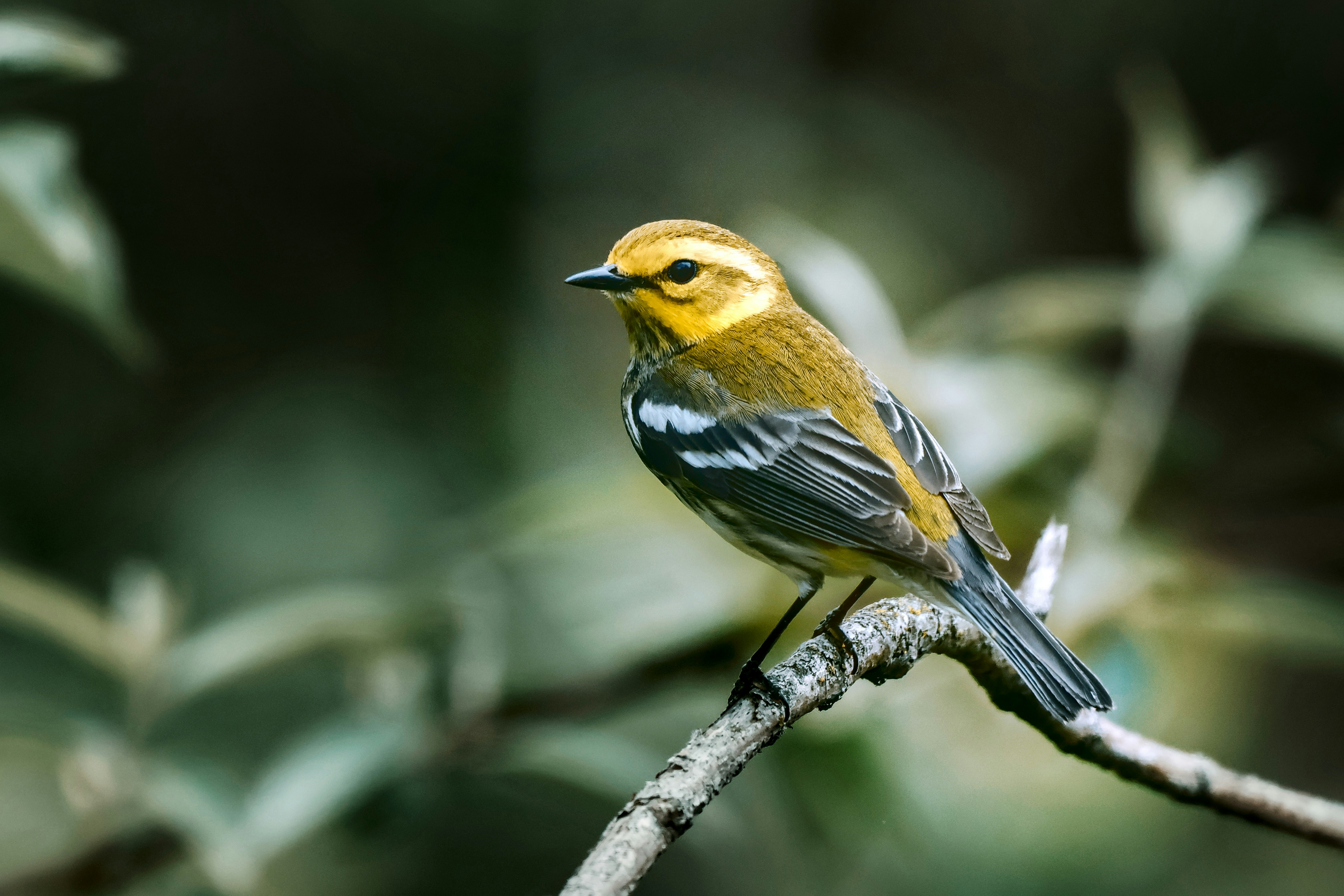 A small yellow and gray bird sitting on a branchDaniel Gomez
