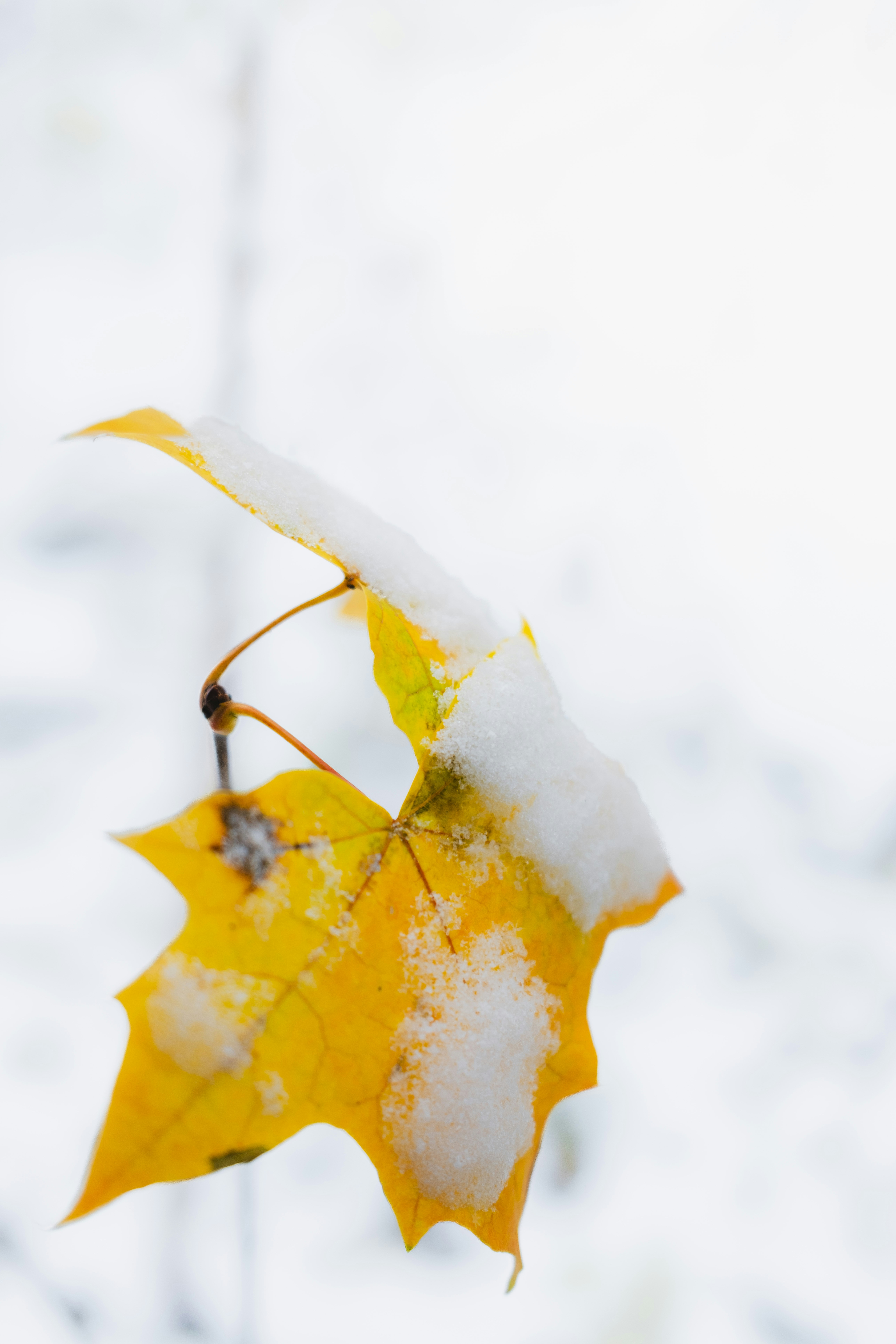 A yellow and white leaf with snow on it photo – Free Moscow Image on Unsplash