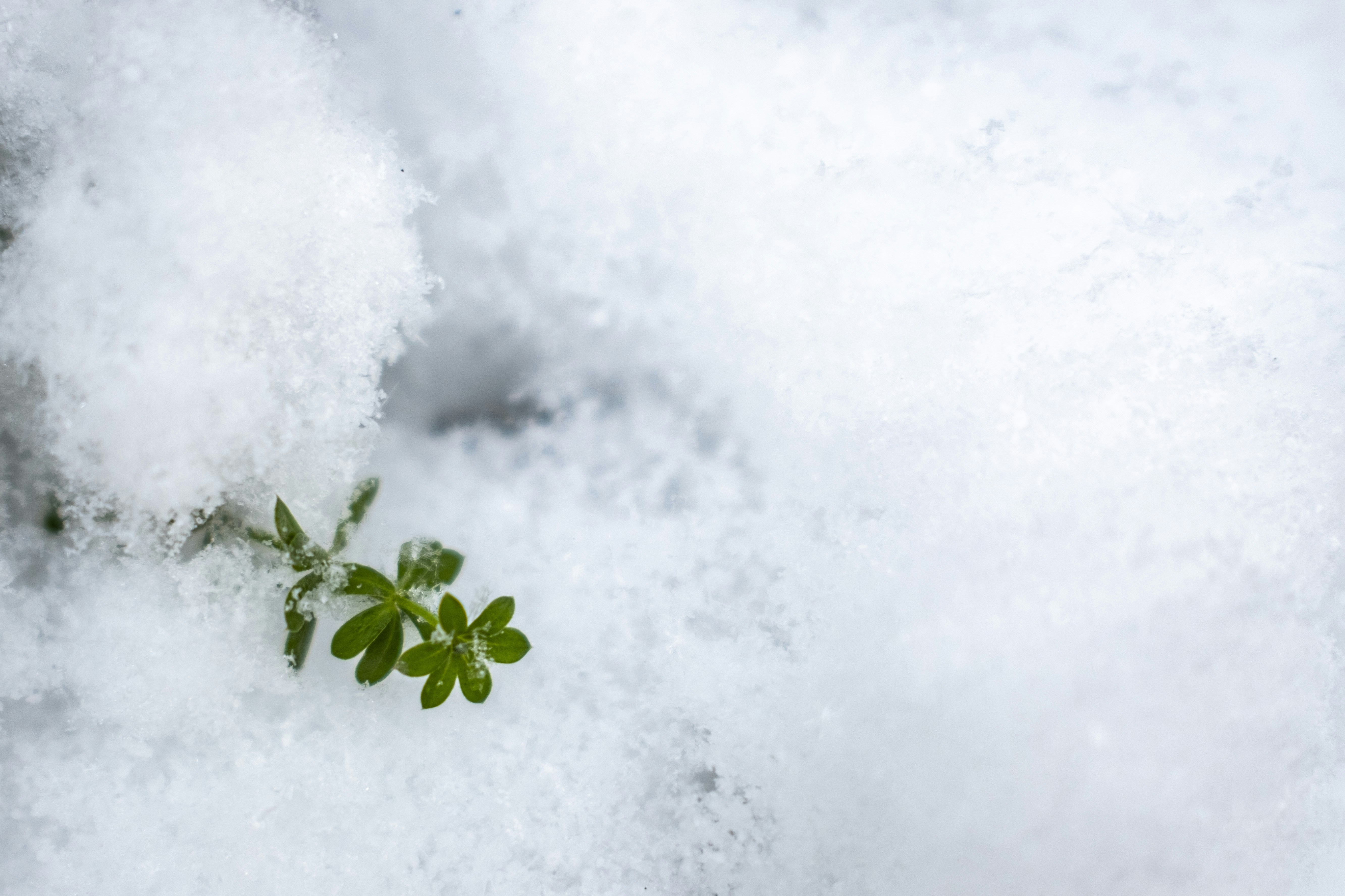Emerald Clover Breaks Through Winter Snow