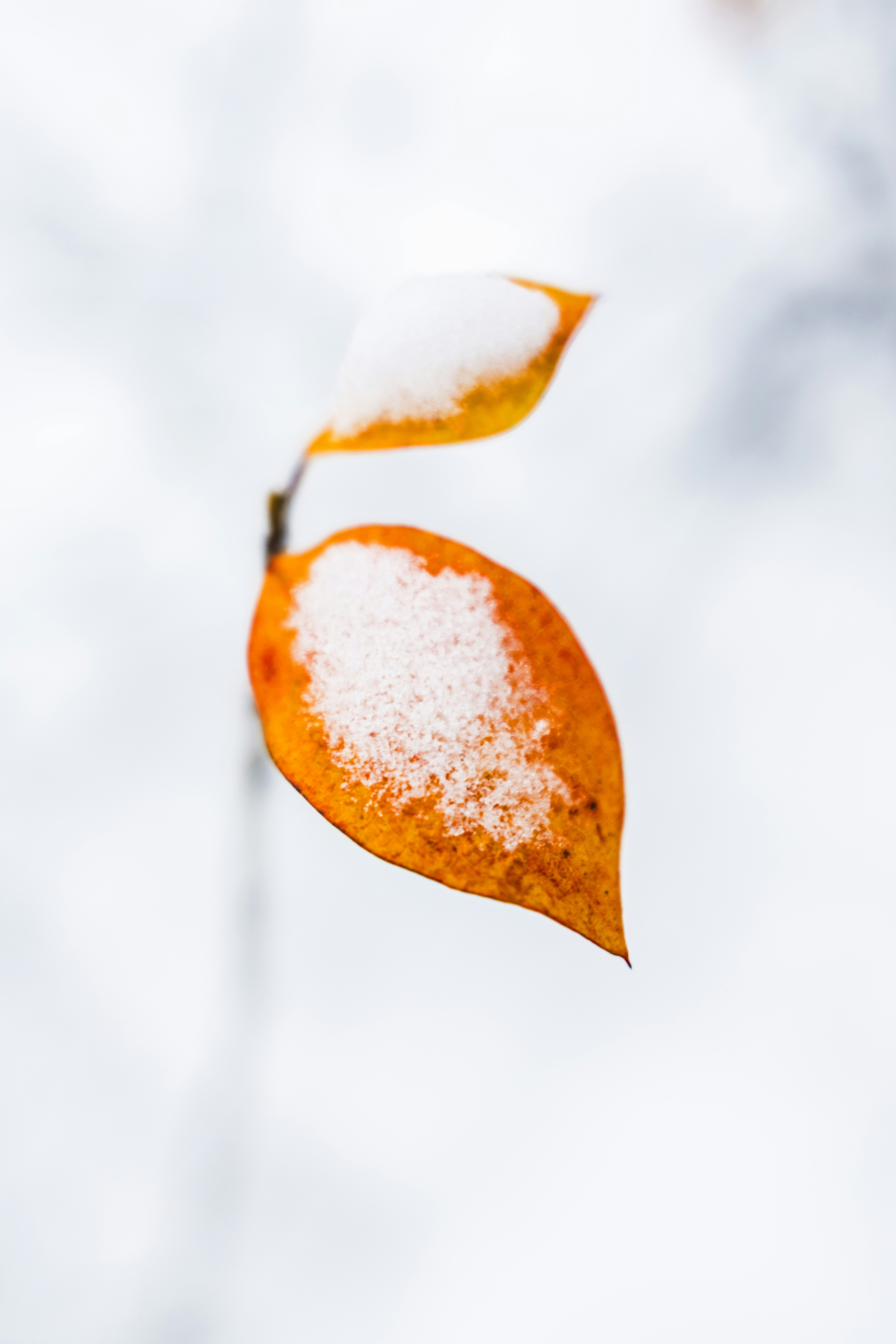 Snow-kissed Amber Leaf: a Minimal Winter Portrait