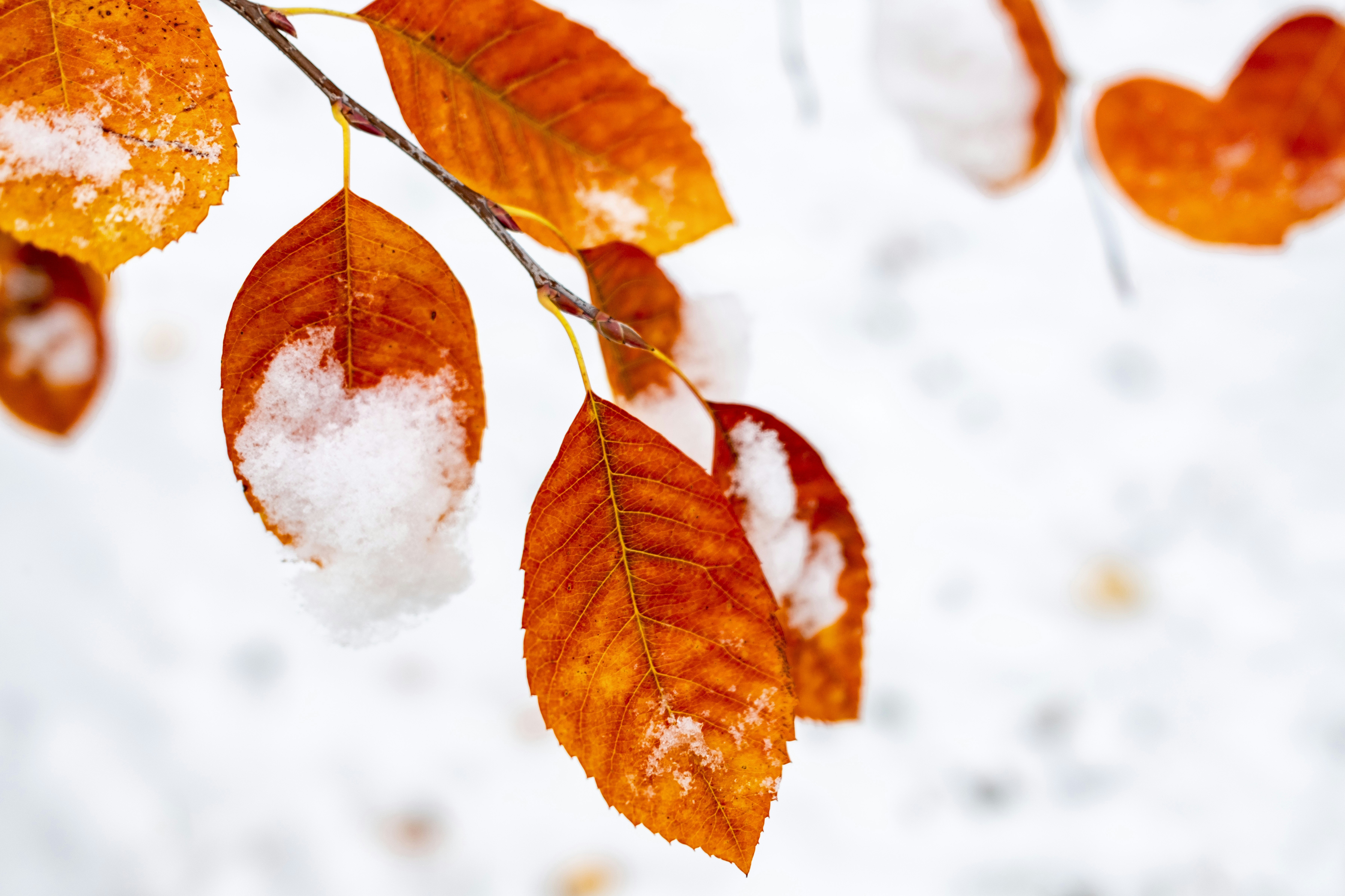 A branch with red leaves covered in snow photo – Free Autumn Image on ...