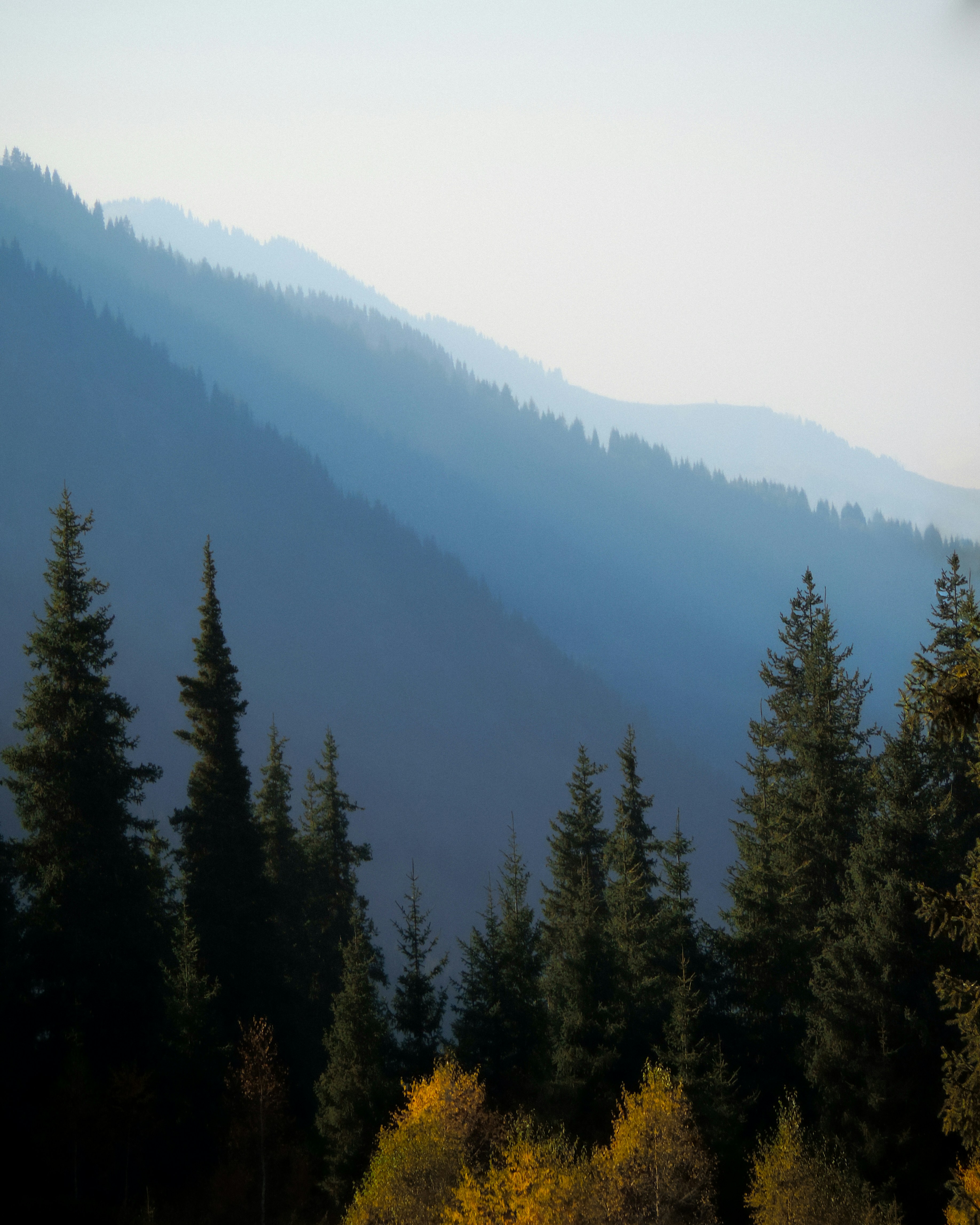 Mist-Layered Pines Over Recurring Mountain Ridges