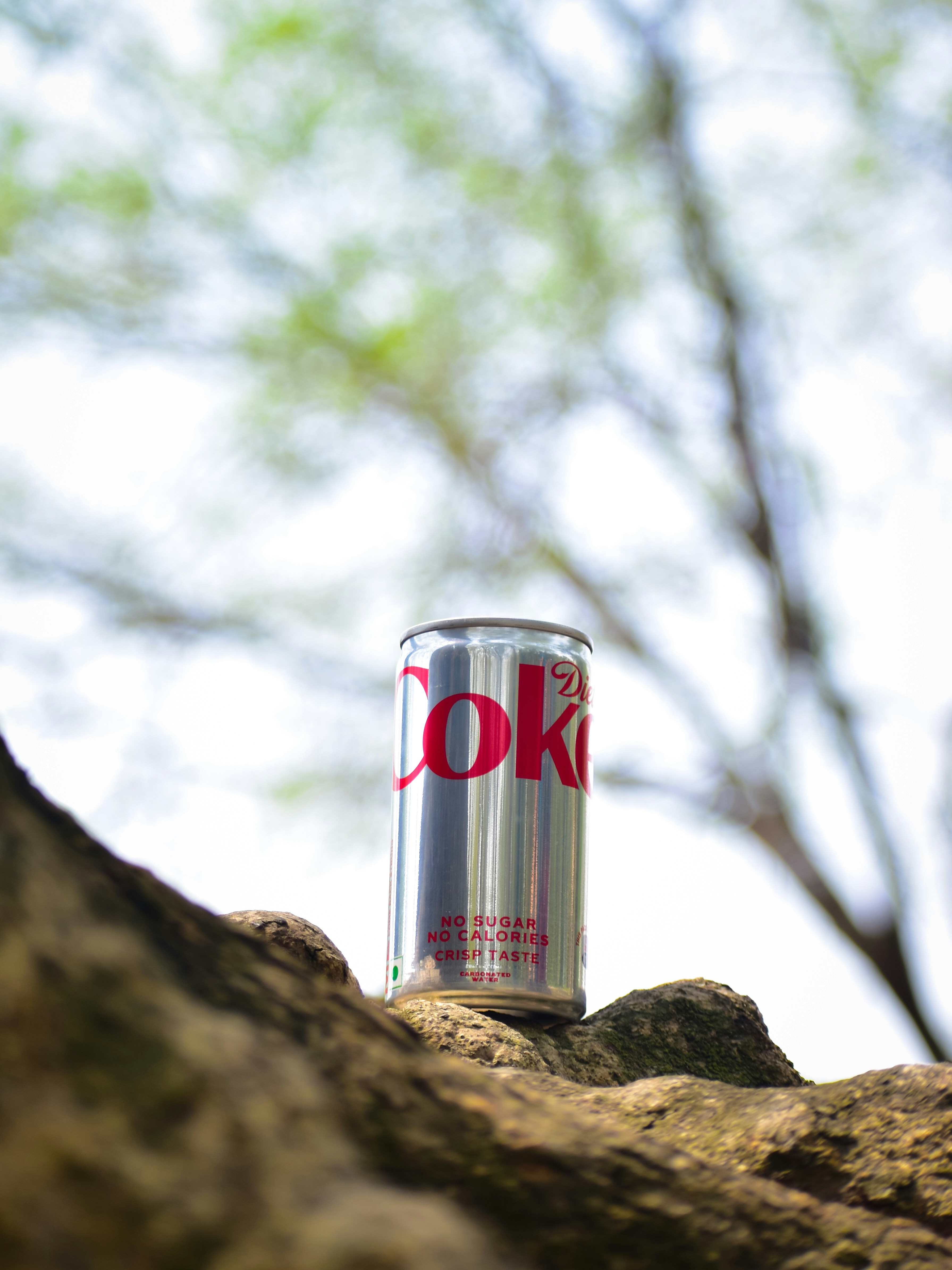 Coca-Cola on Granite: a Quiet, Sunlit Moment in the Woods