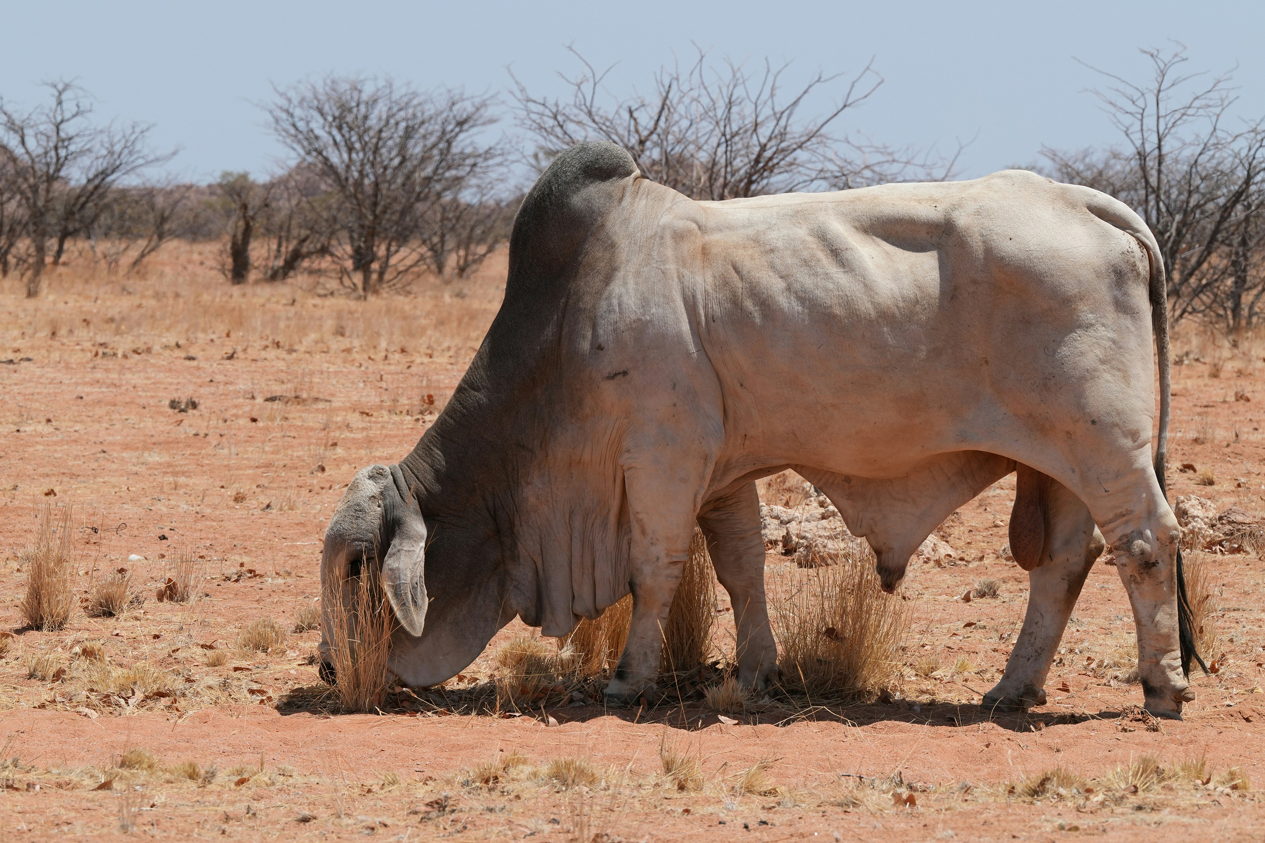 Grazing in the Red Earth: a solitary white horse beneath a sparse savanna