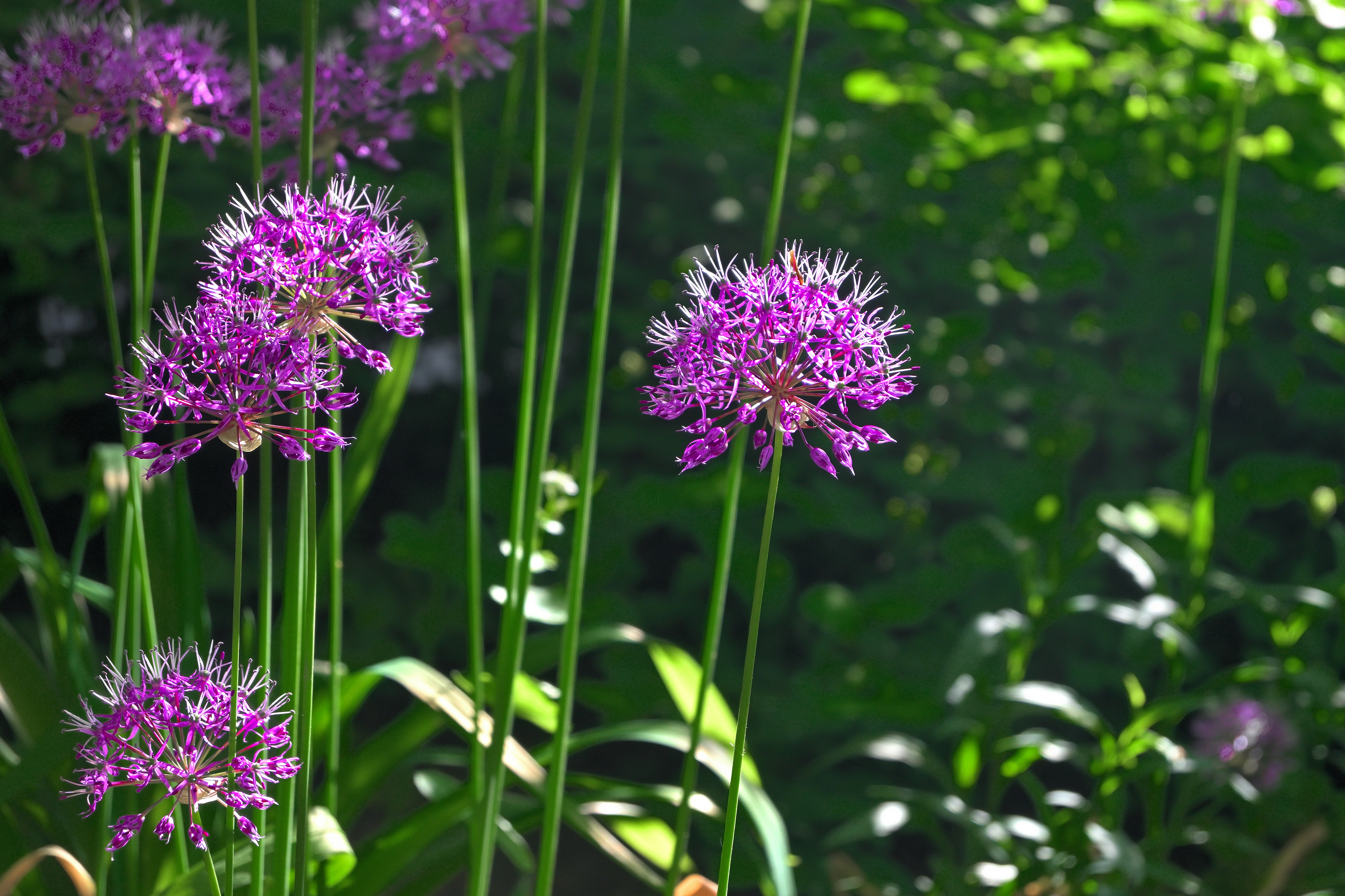 Three Purple Alliums in Dappled Garden Light