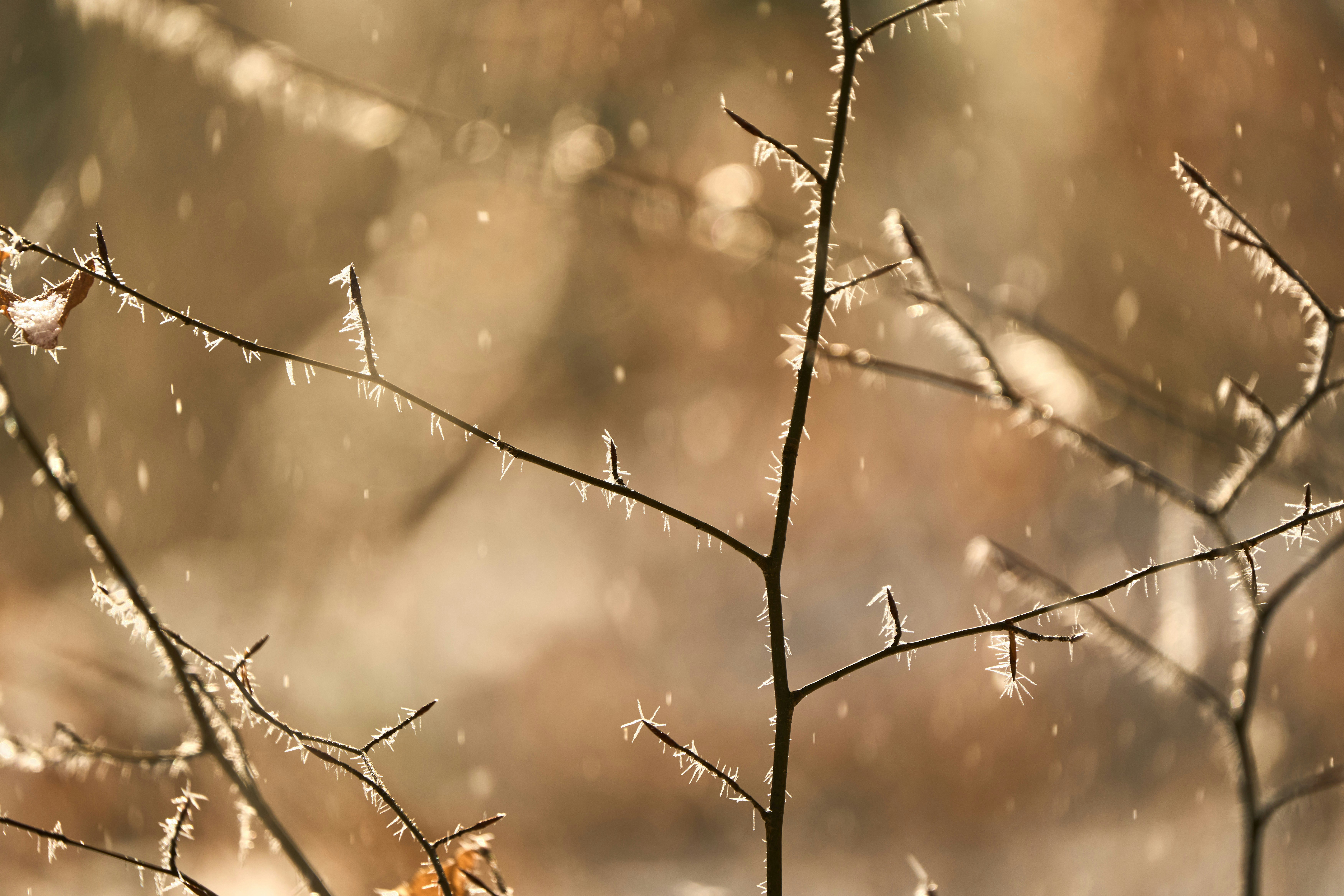 Photo by Wolfgang Hasselmann with Sony Alpha 7 IV