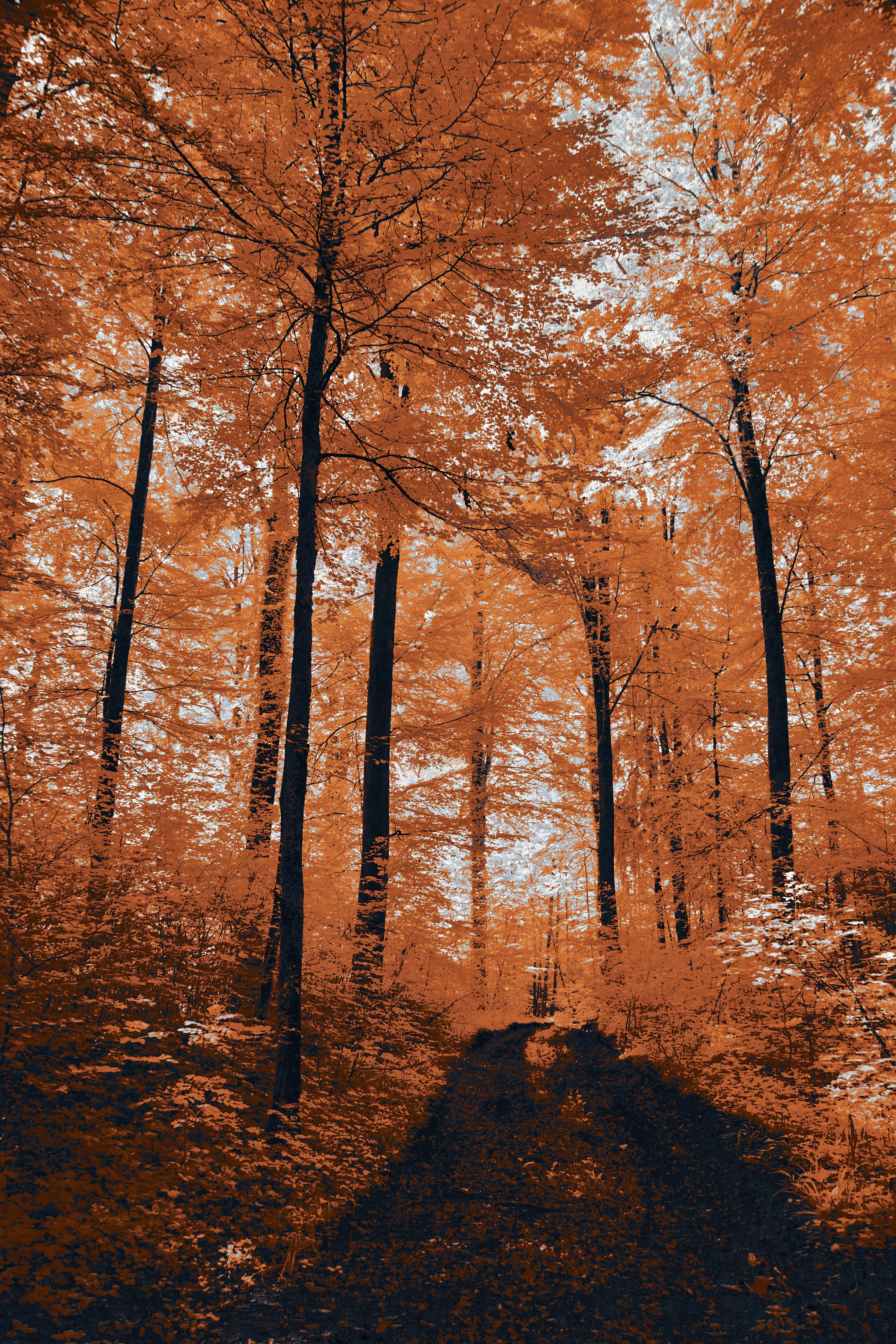 A forest filled with lots of tall trees photo – Free Autumn Image on ...