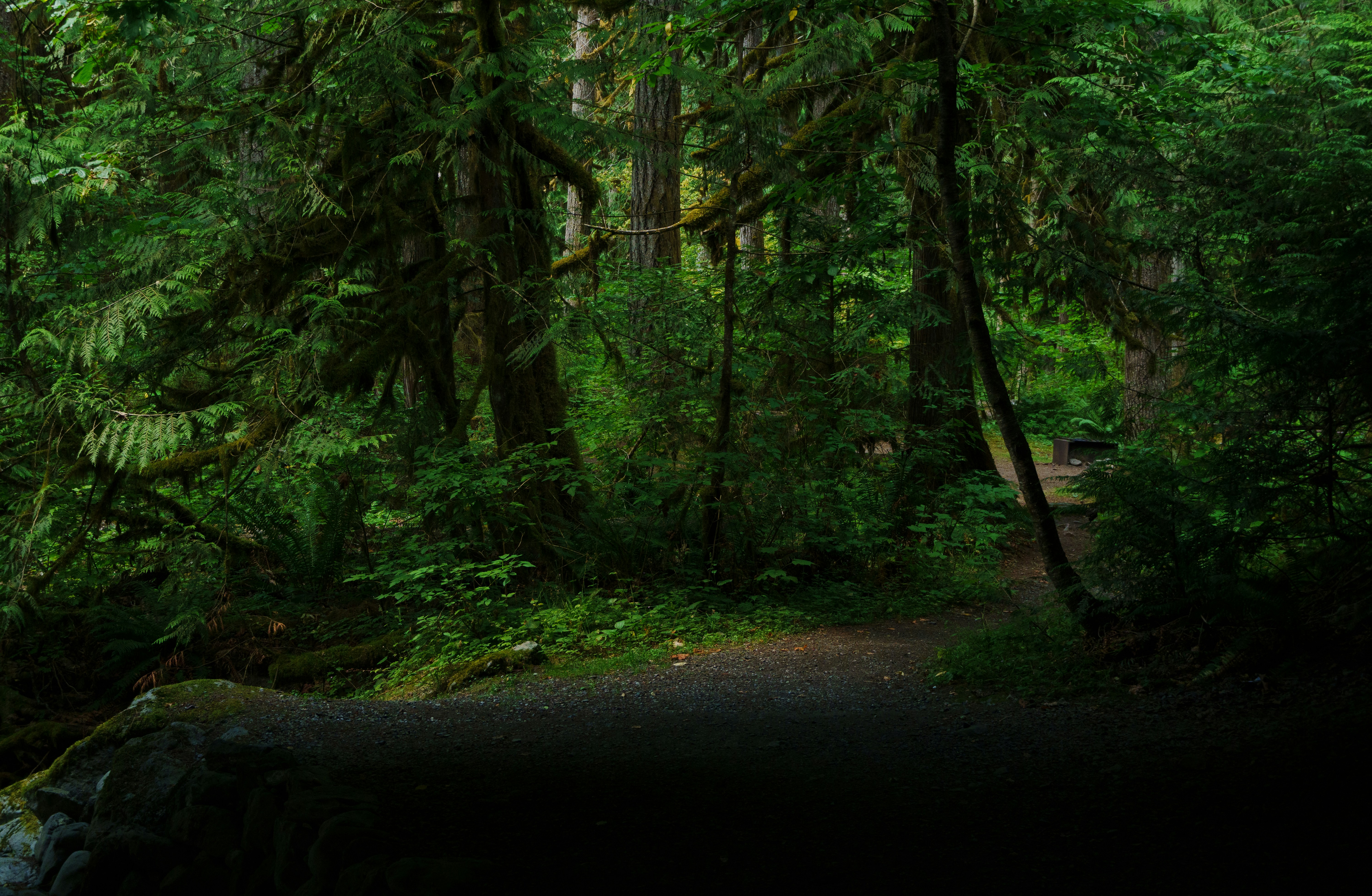 A forest filled with lots of green trees photo – Free Wallpaper Image ...
