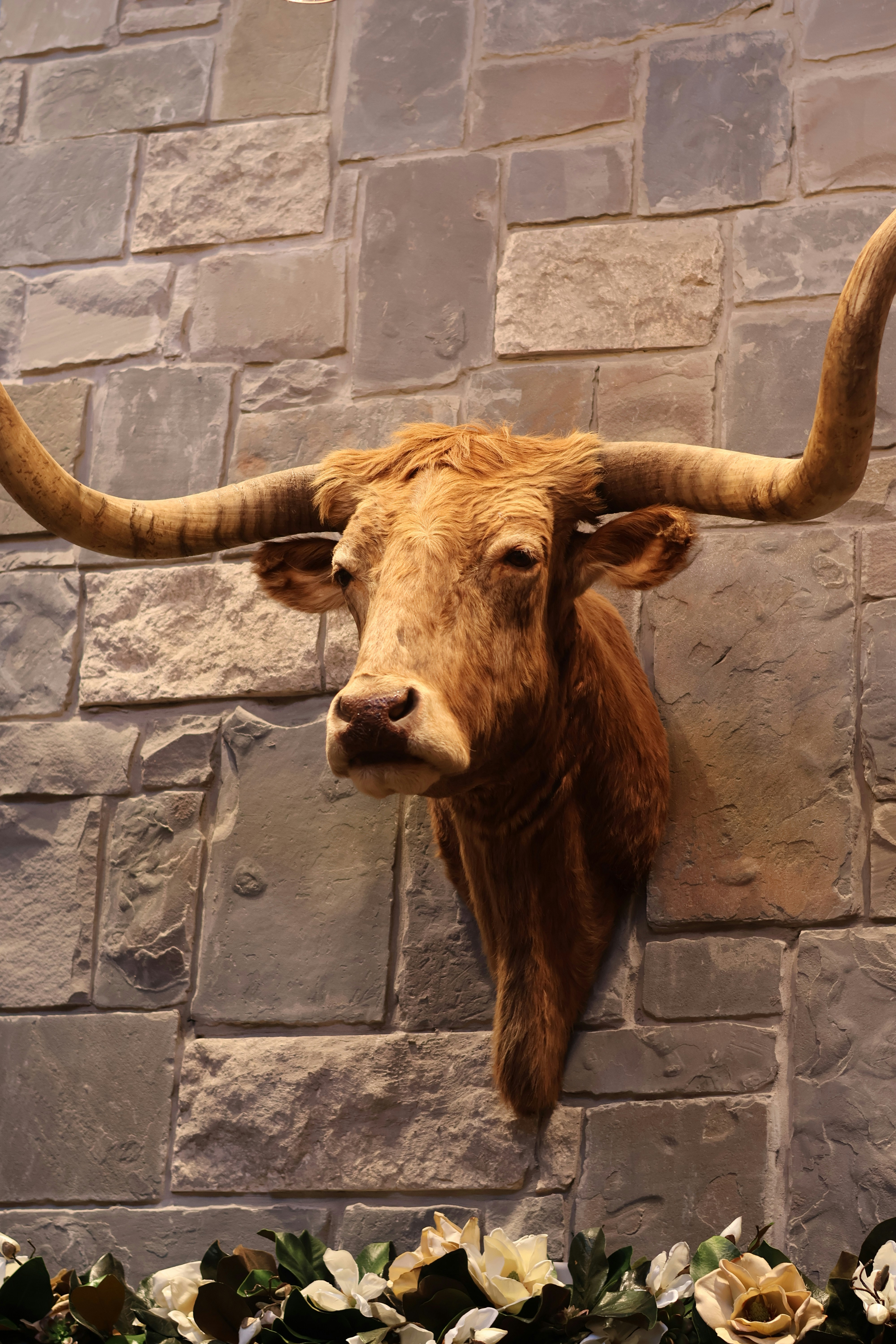 Majestic Presence: The Longhorn Legacy