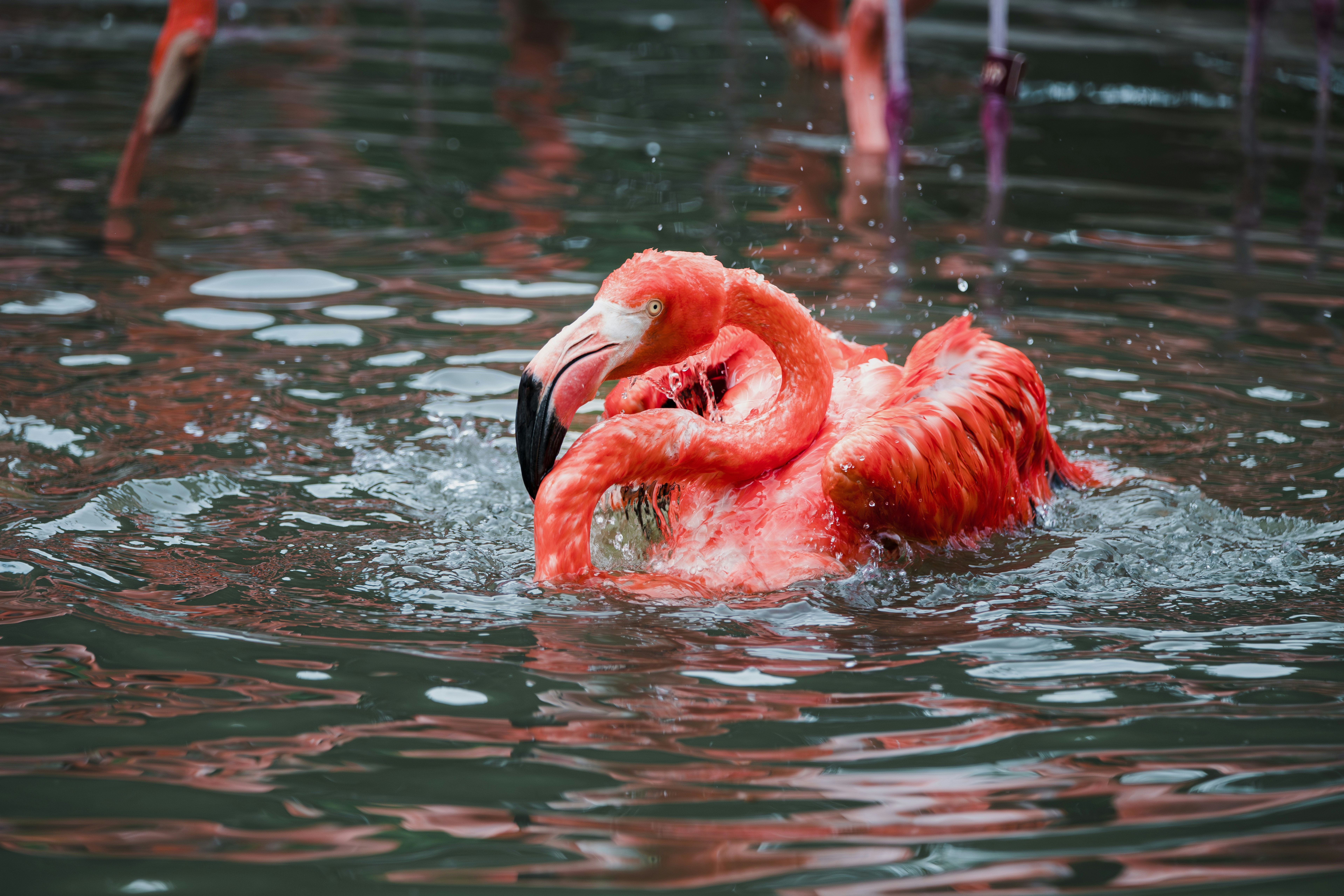 A group of flamingos swimming in a body of water photo – Free Human ...