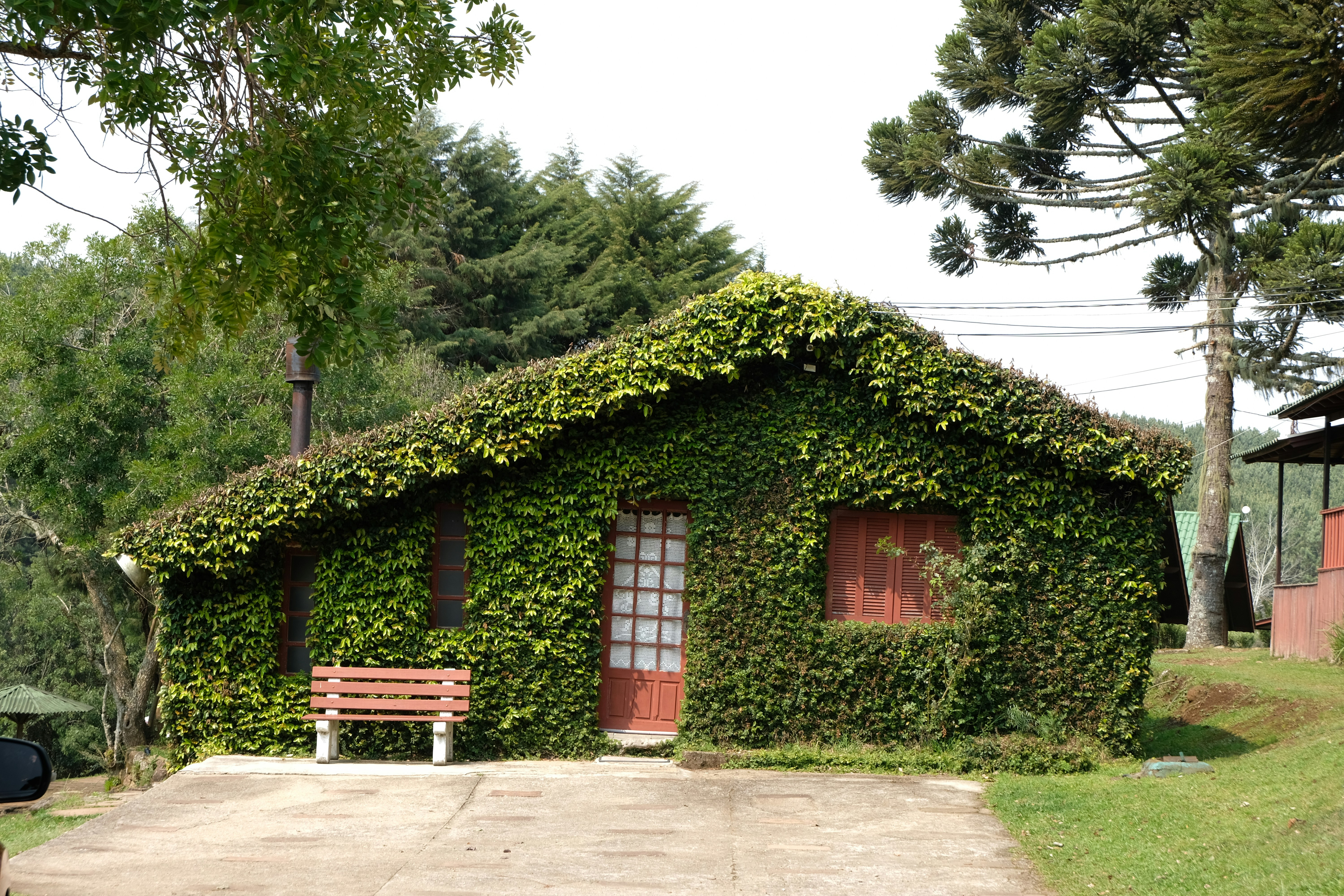 Ivy-Cloaked Cottage with a Crimson Door