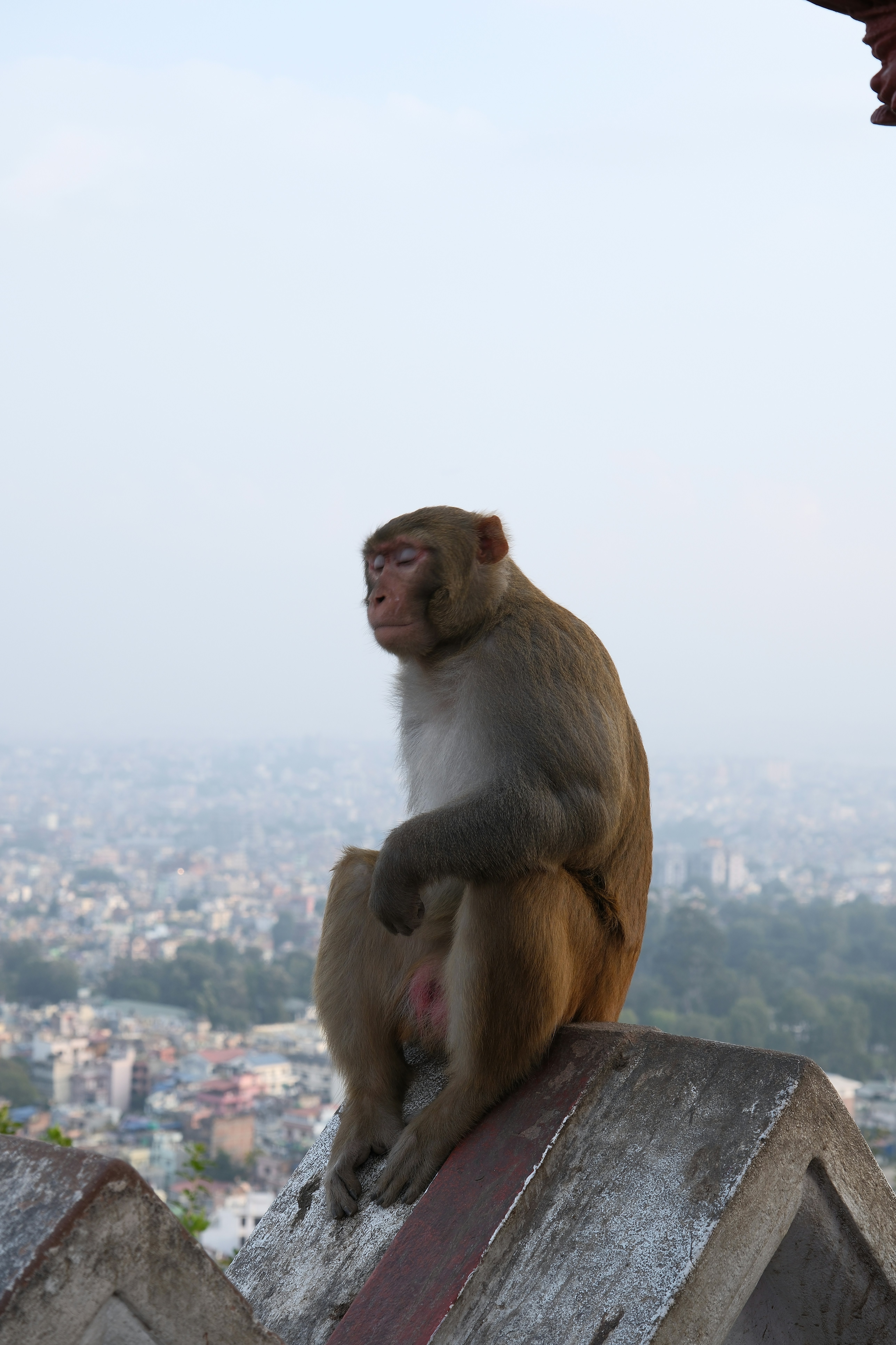 Primate on the Roof: A Monkey Overlooking the City