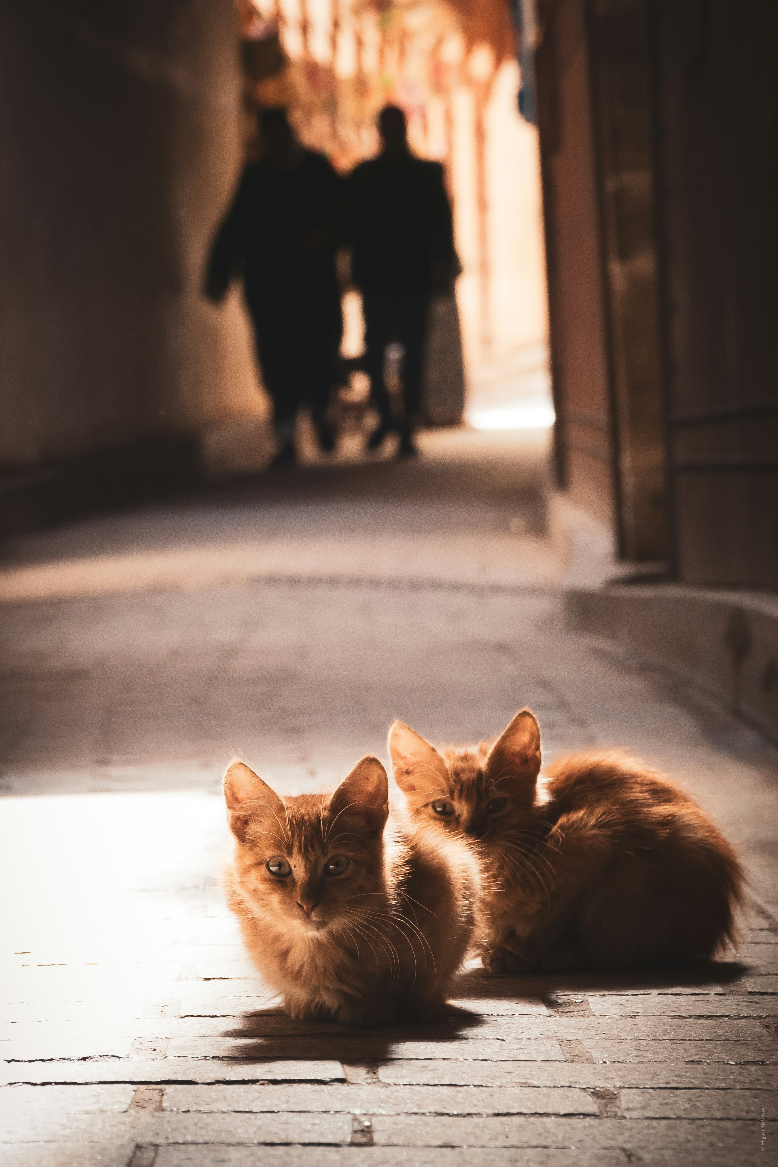 Golden Alleyway: Two Orange Kittens Momentarily Paused in a Soft-Backlit Corridor