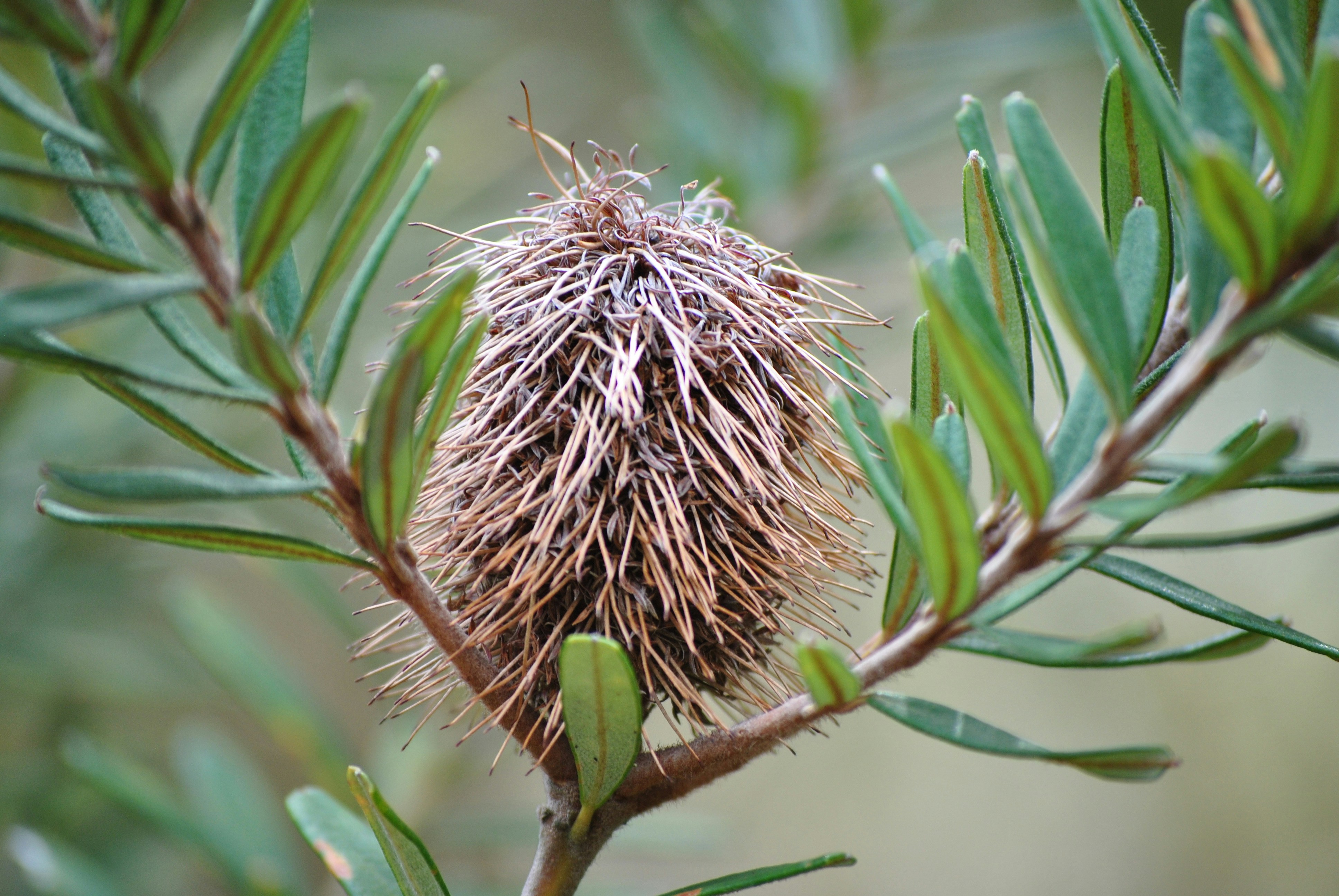 Spiky Seed Head Framed by Quiet Evergreen Needles