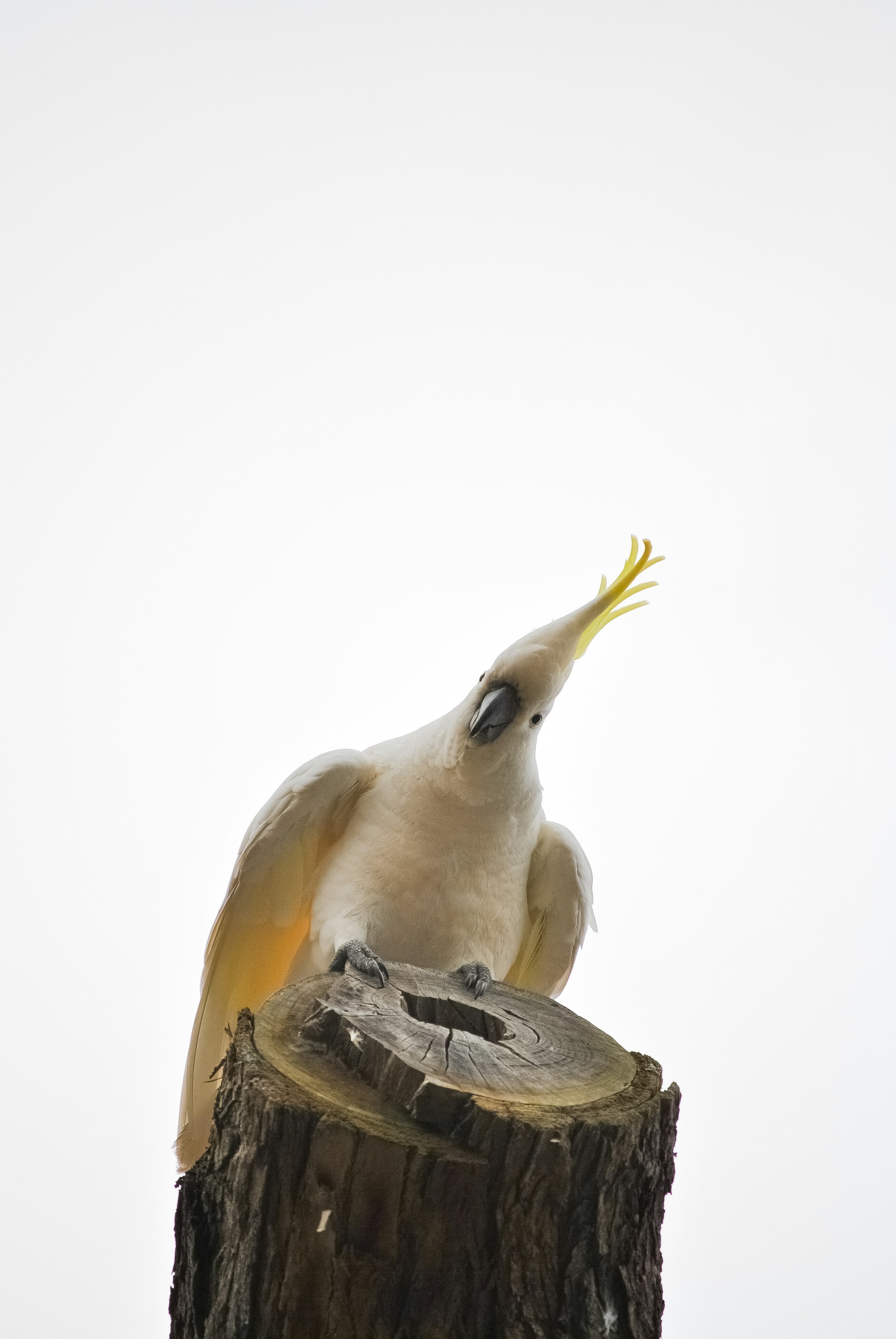 Crested Silence: Sulphur-Crested Cockatoo Perched on a Weathered Stump