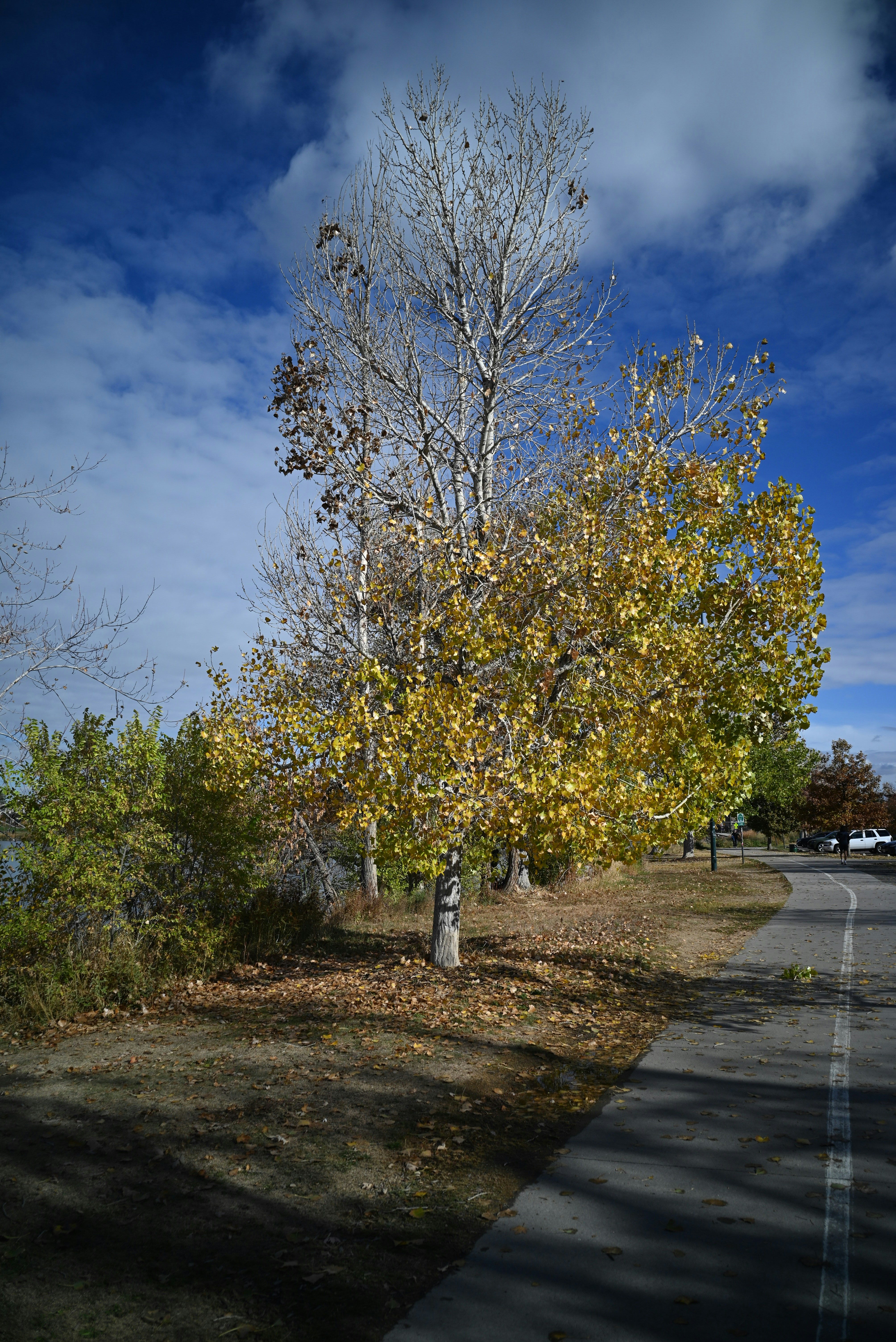 Autumn Sentinel by the Parkway: Tall, Gold-Leafed Tree Framed Against a Blue Sky