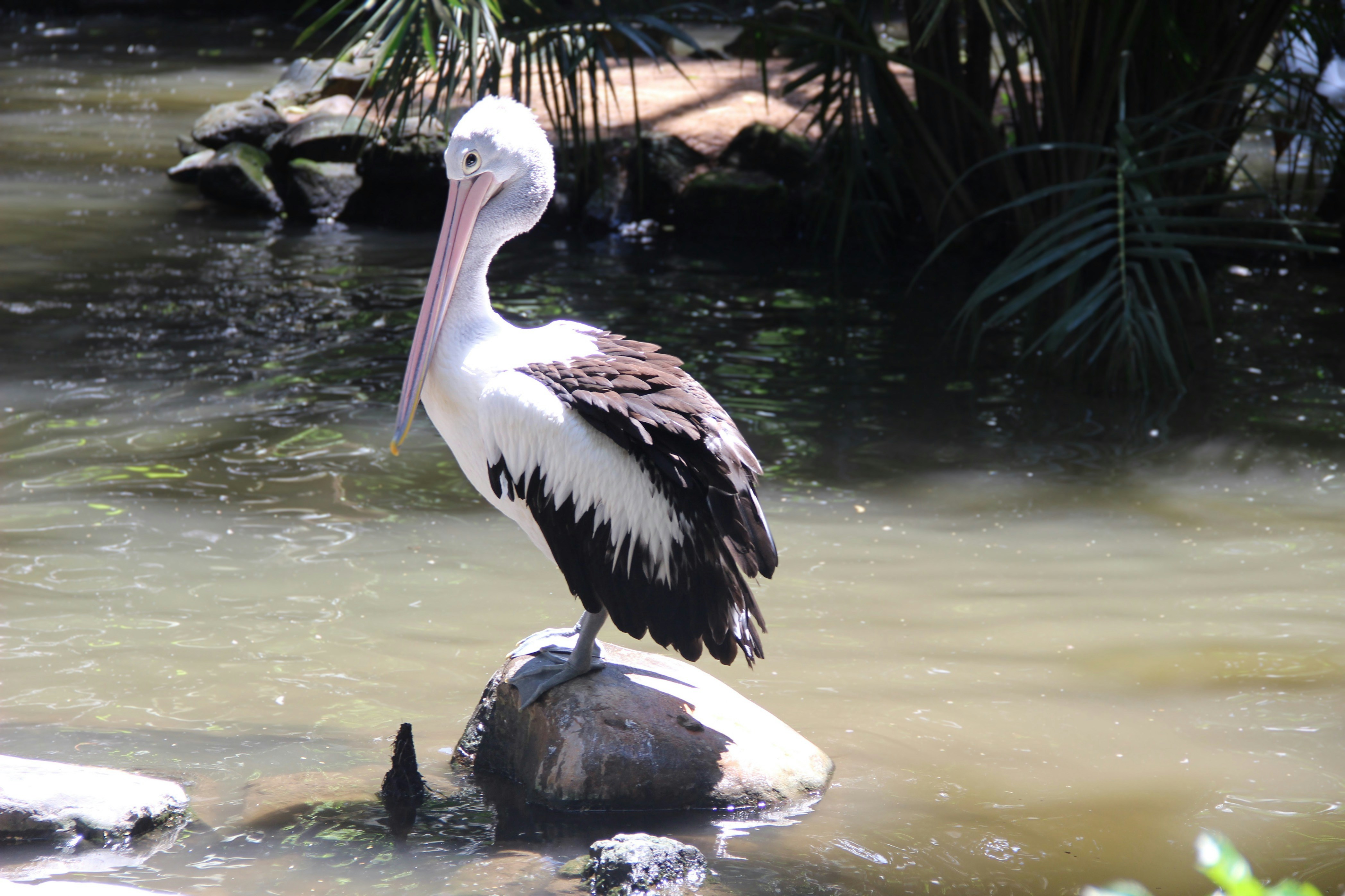 White pelican perched on a sunlit rock by murky water