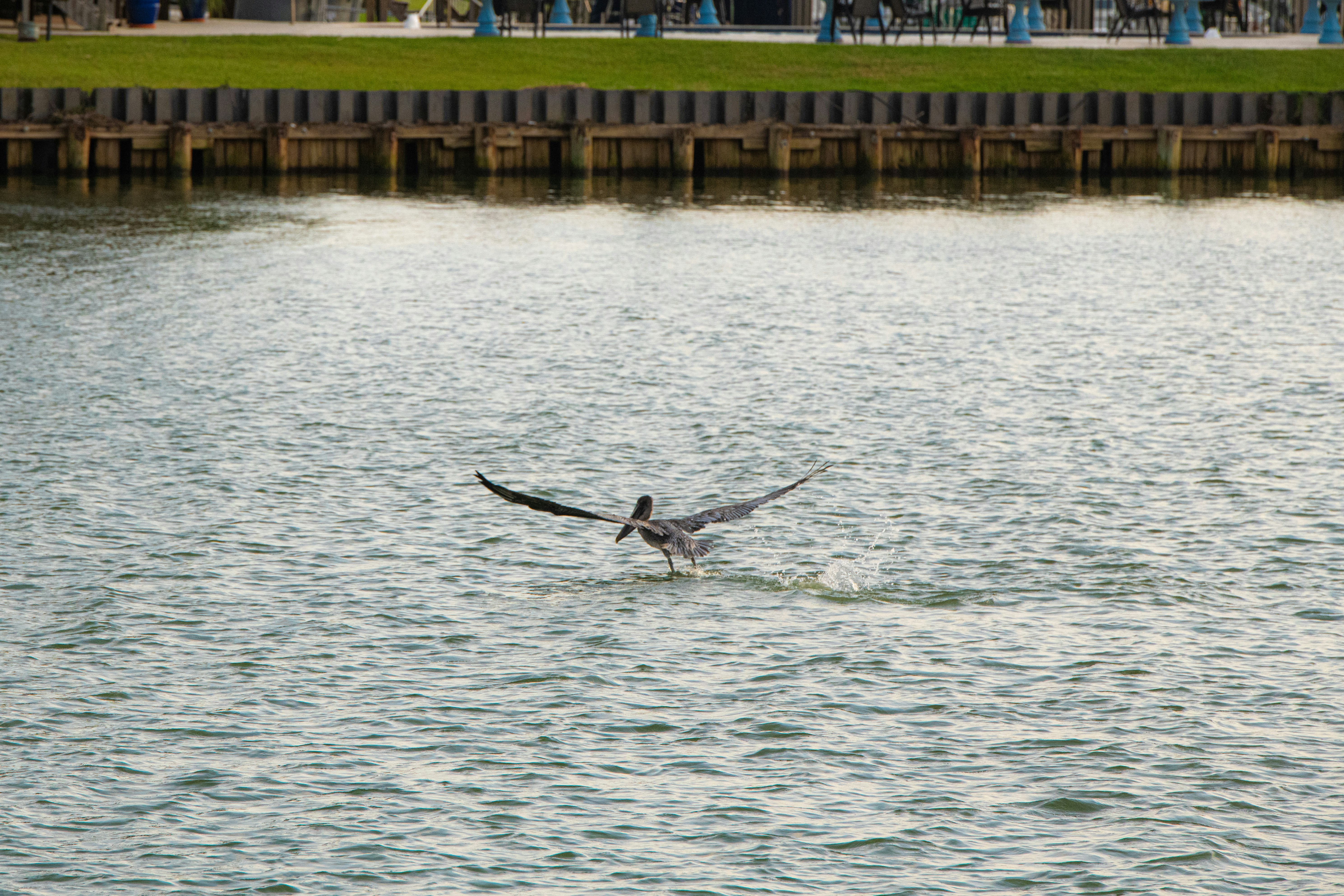Wingbeat Moment: Seagull Soars Over a Quiet Riverside