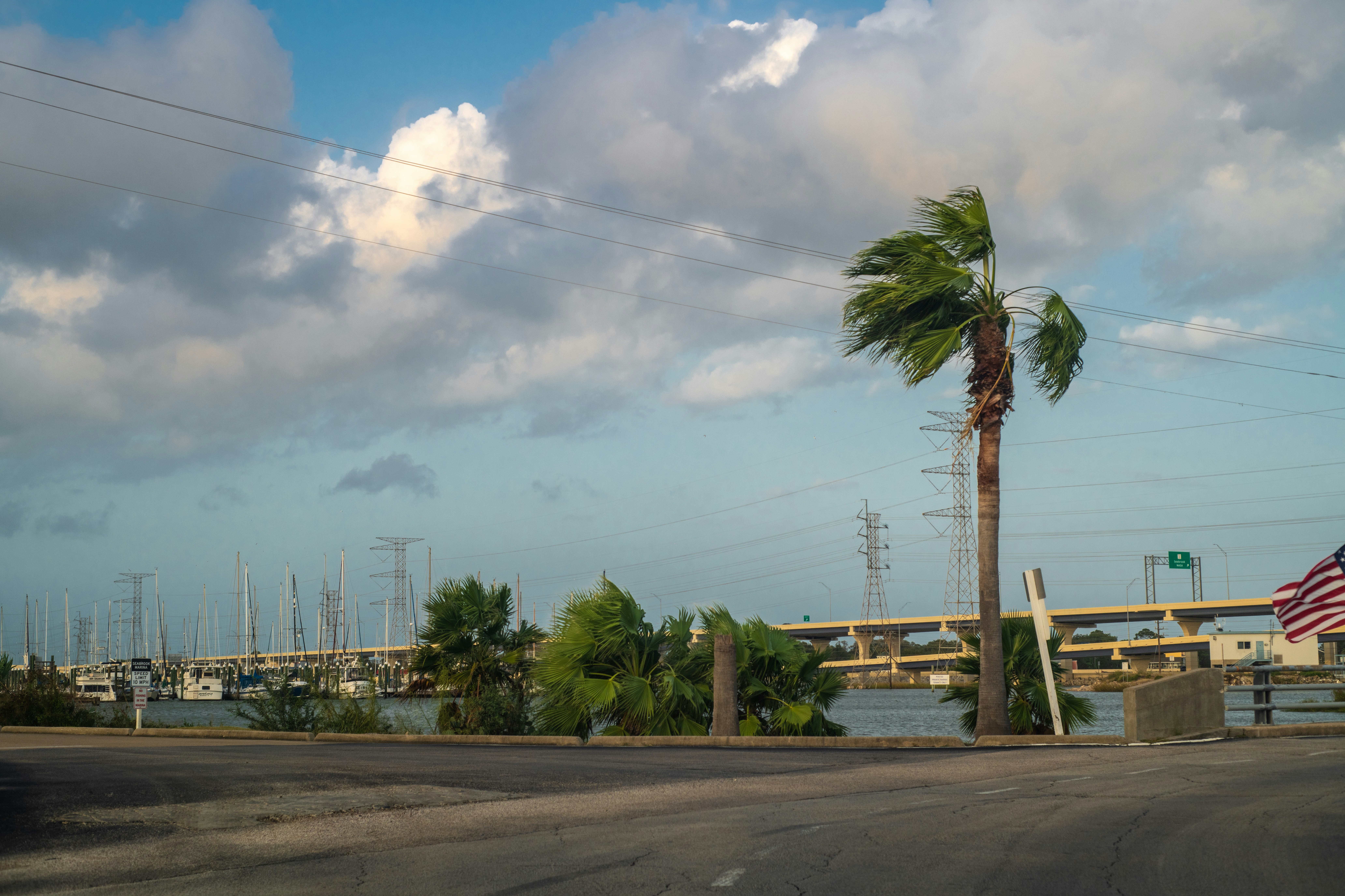 Windward Palm Beside a Harbor Bridge in Daylight