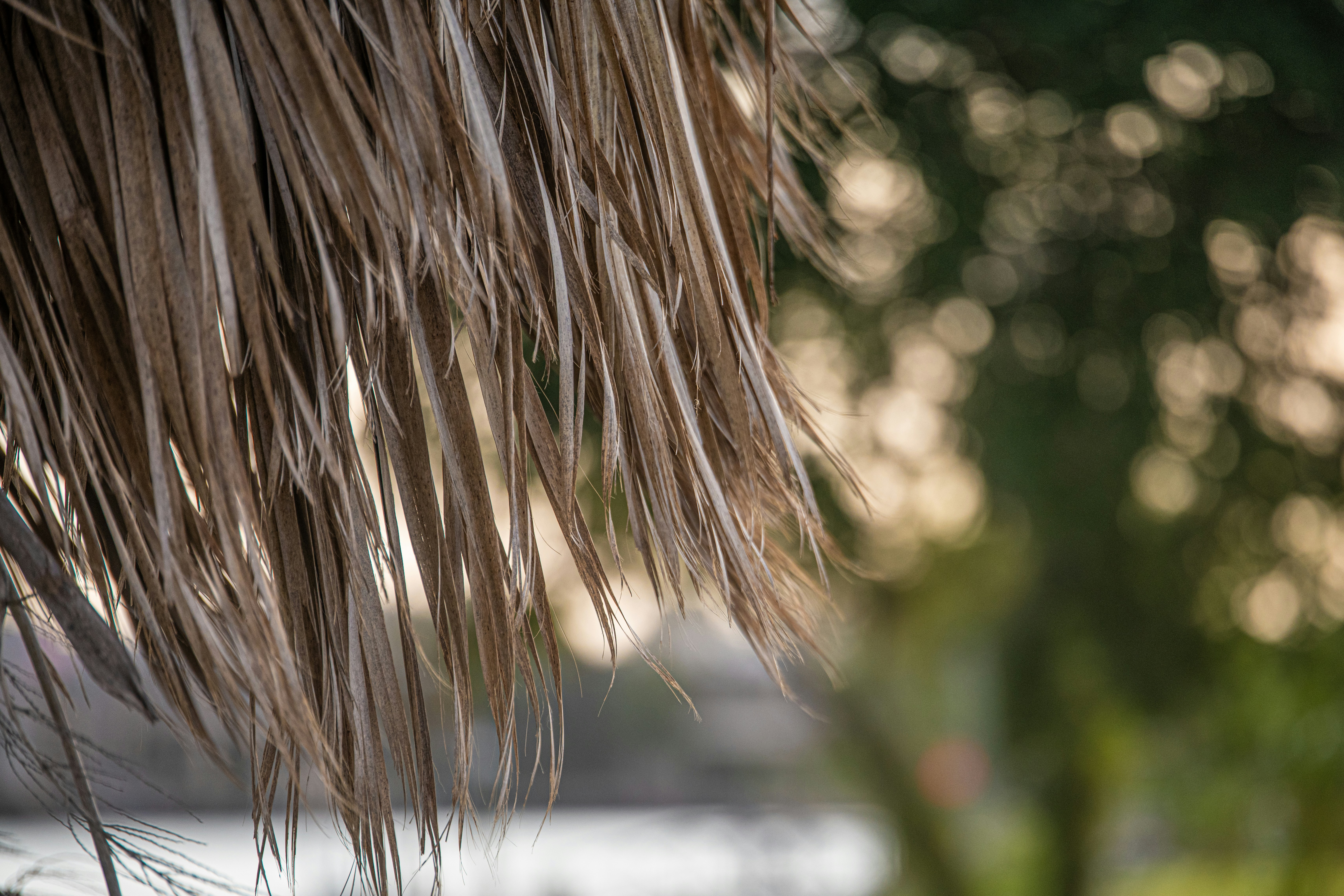 Frayed Fronds: Sunlit Strands in Soft Focus