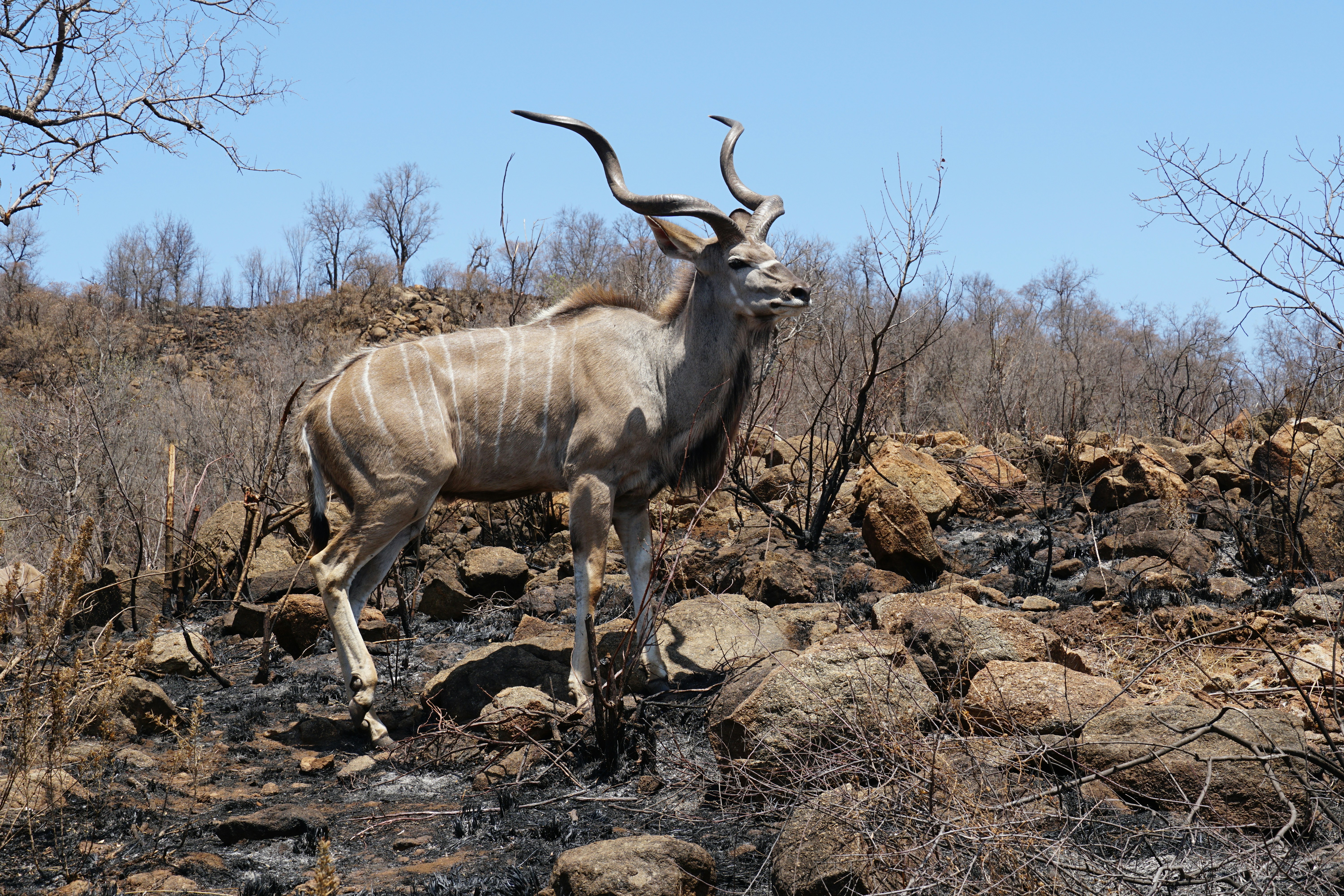 Oryx on the Rocky Rim: A Horned Sentinel in a Burnt Dryland