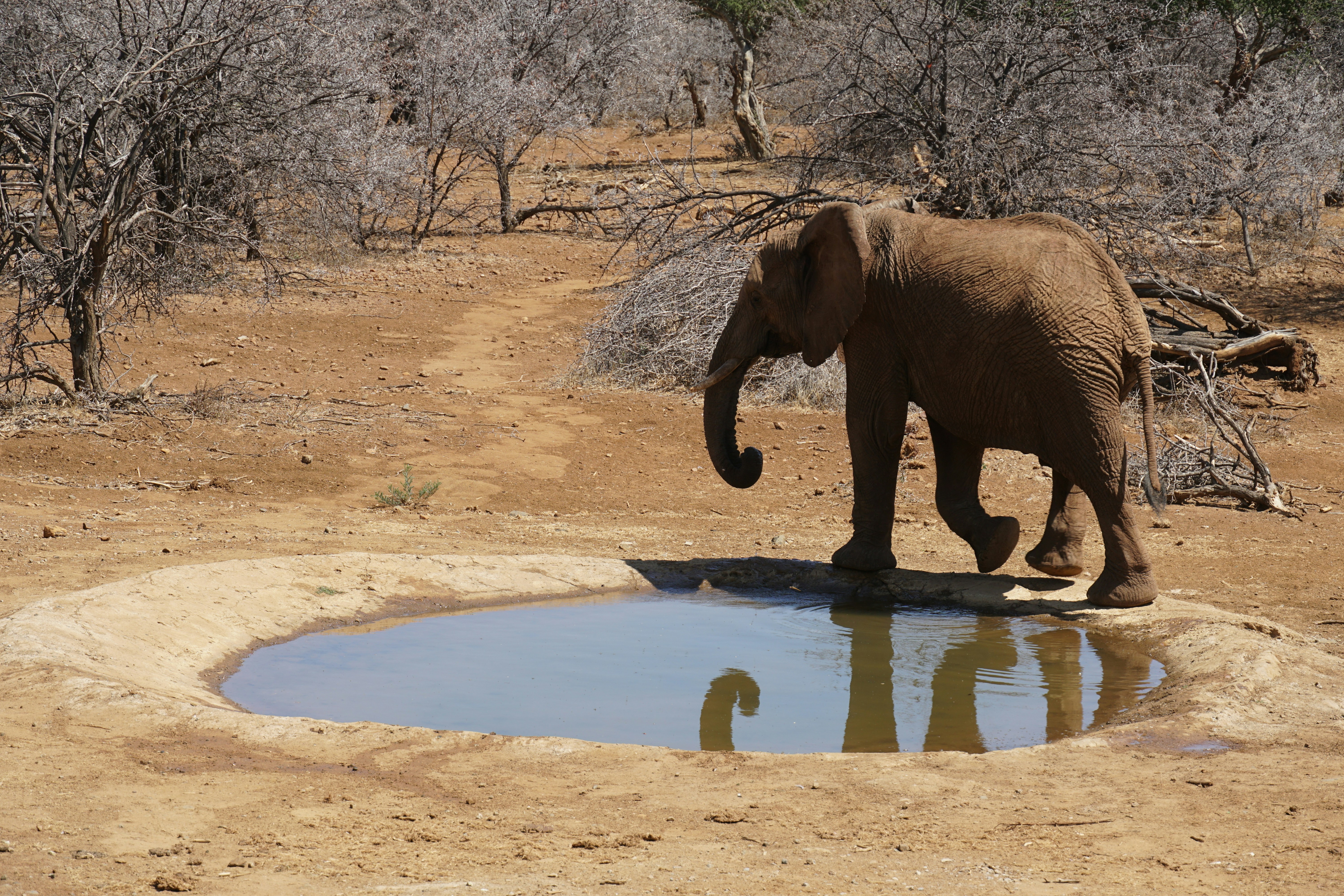 Elephant at the Waterhole: Quiet Power in a Parched Savanna