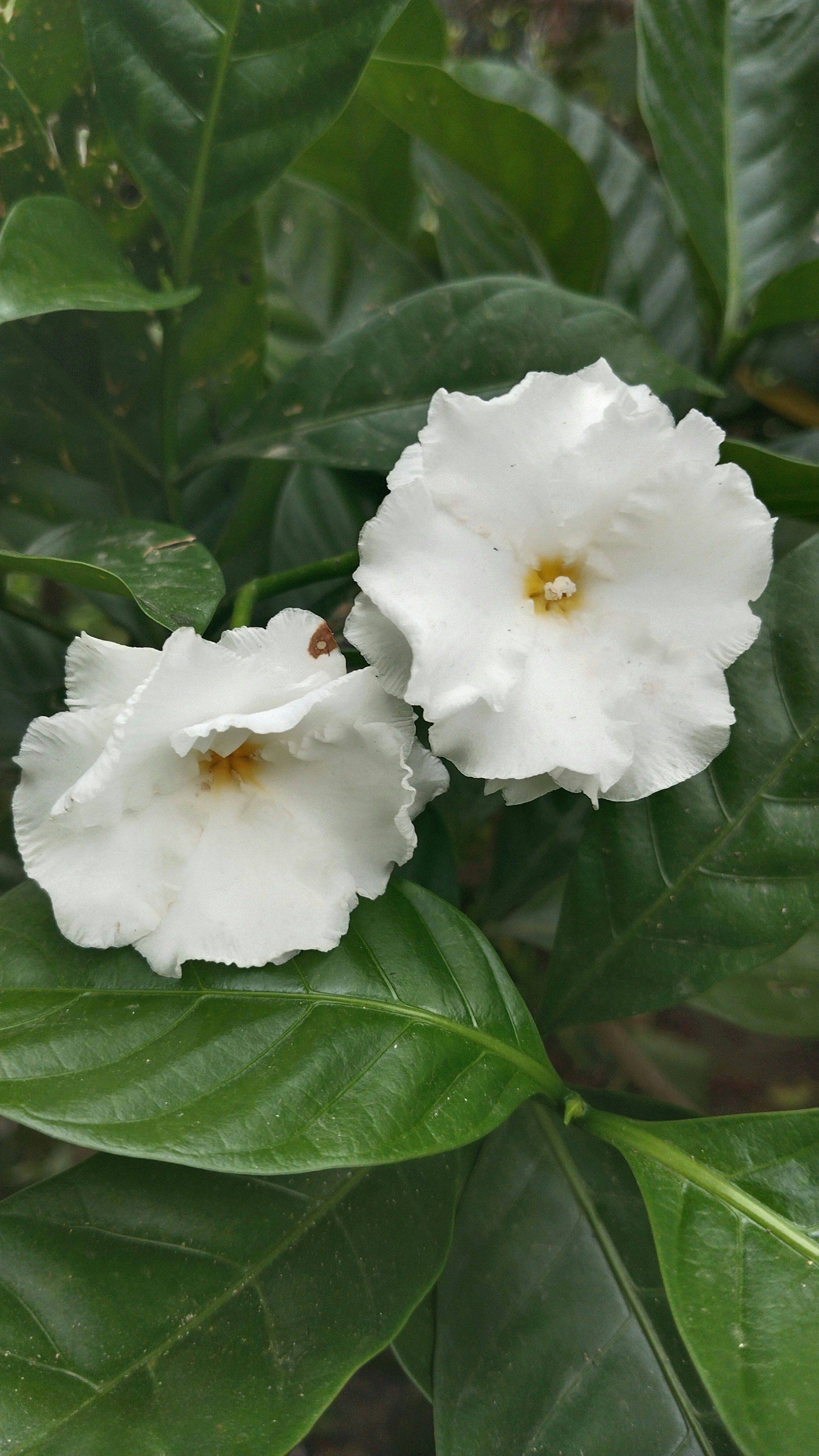 White Camellias in Verdant Frame