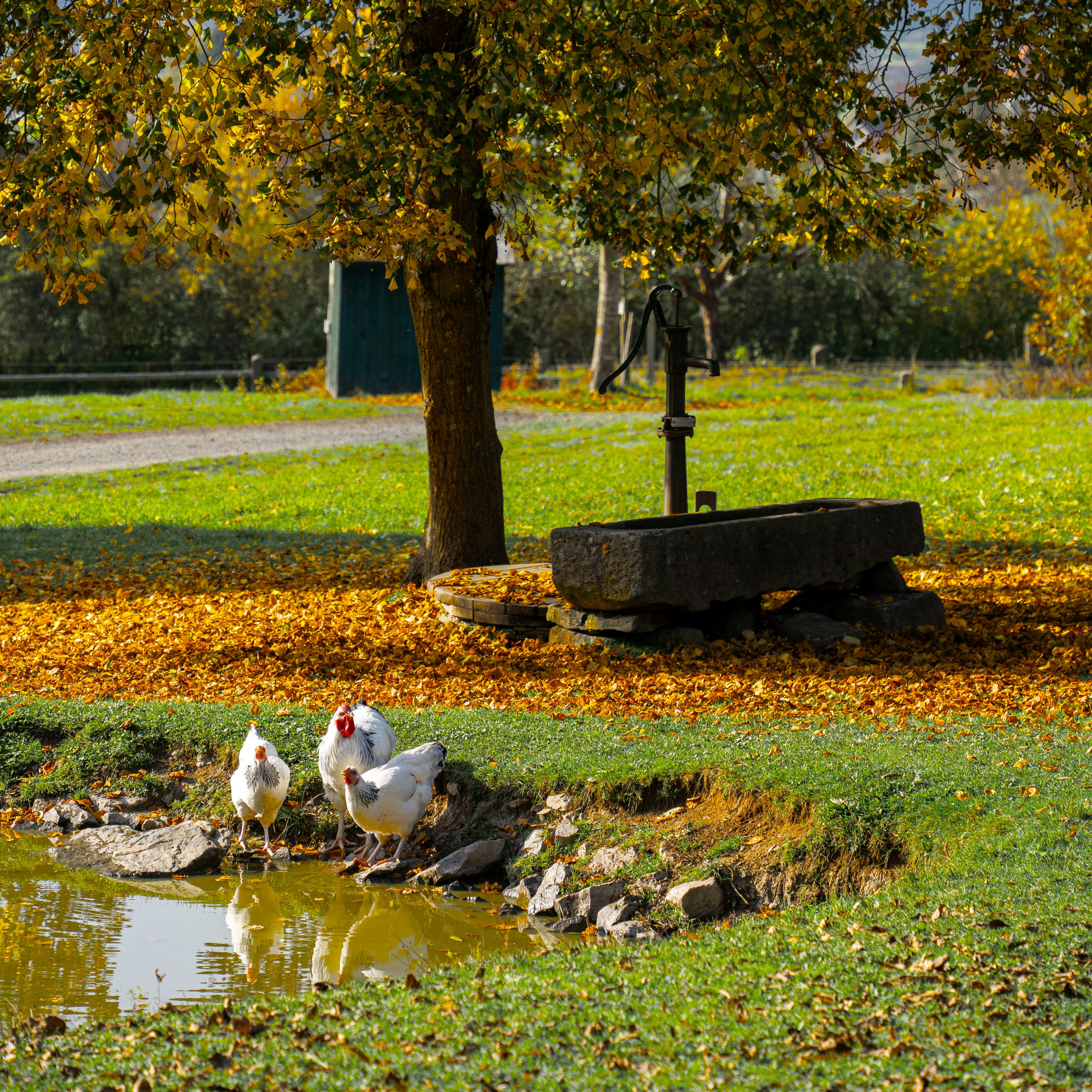 Chickens at the Water's Edge Under a Canopy of Autumn Gold