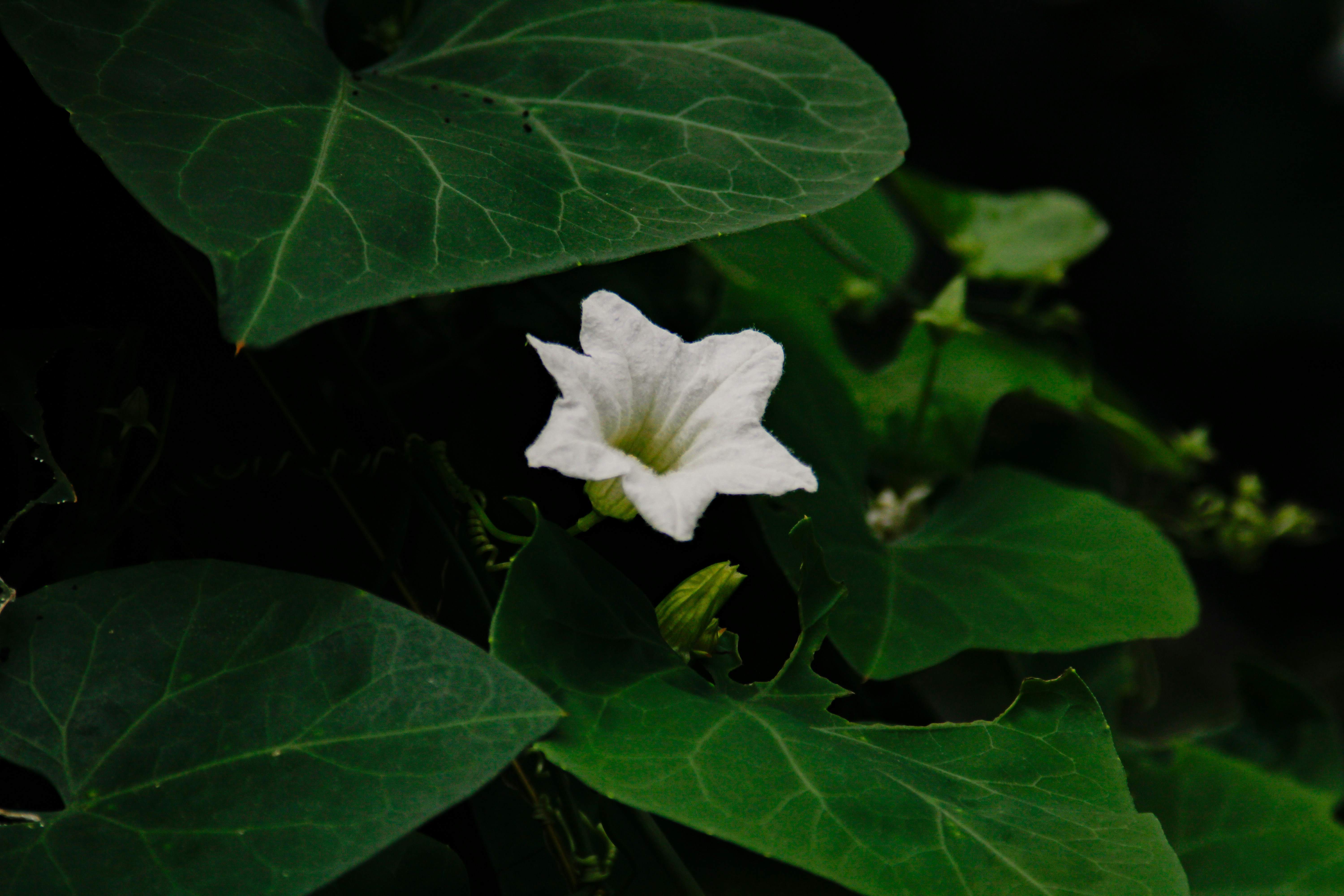30k+ Flower Leaf Pictures | Download Free Images on Unsplash