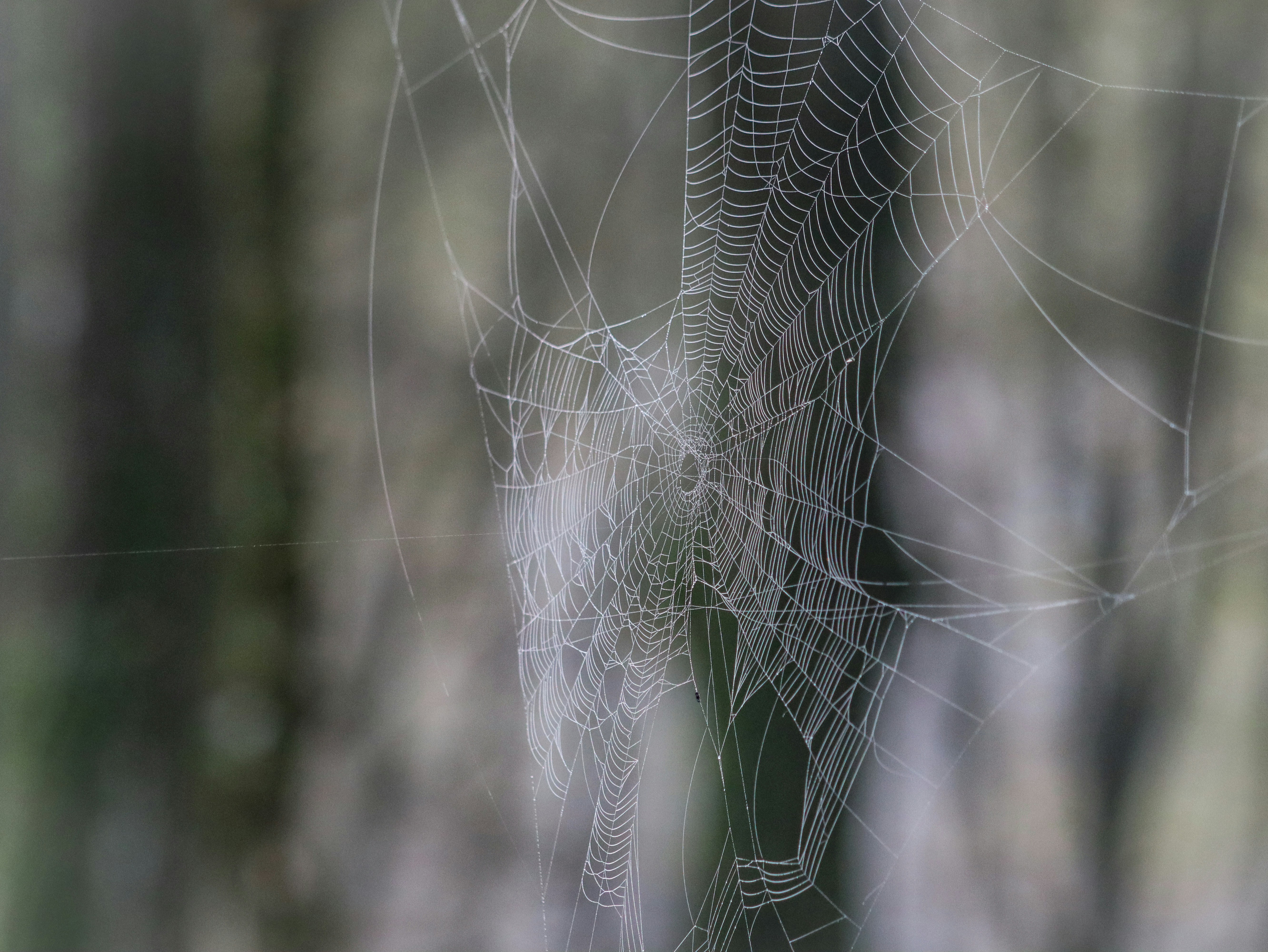 A spider web hanging from the side of a tree photo – Free Spider web ...