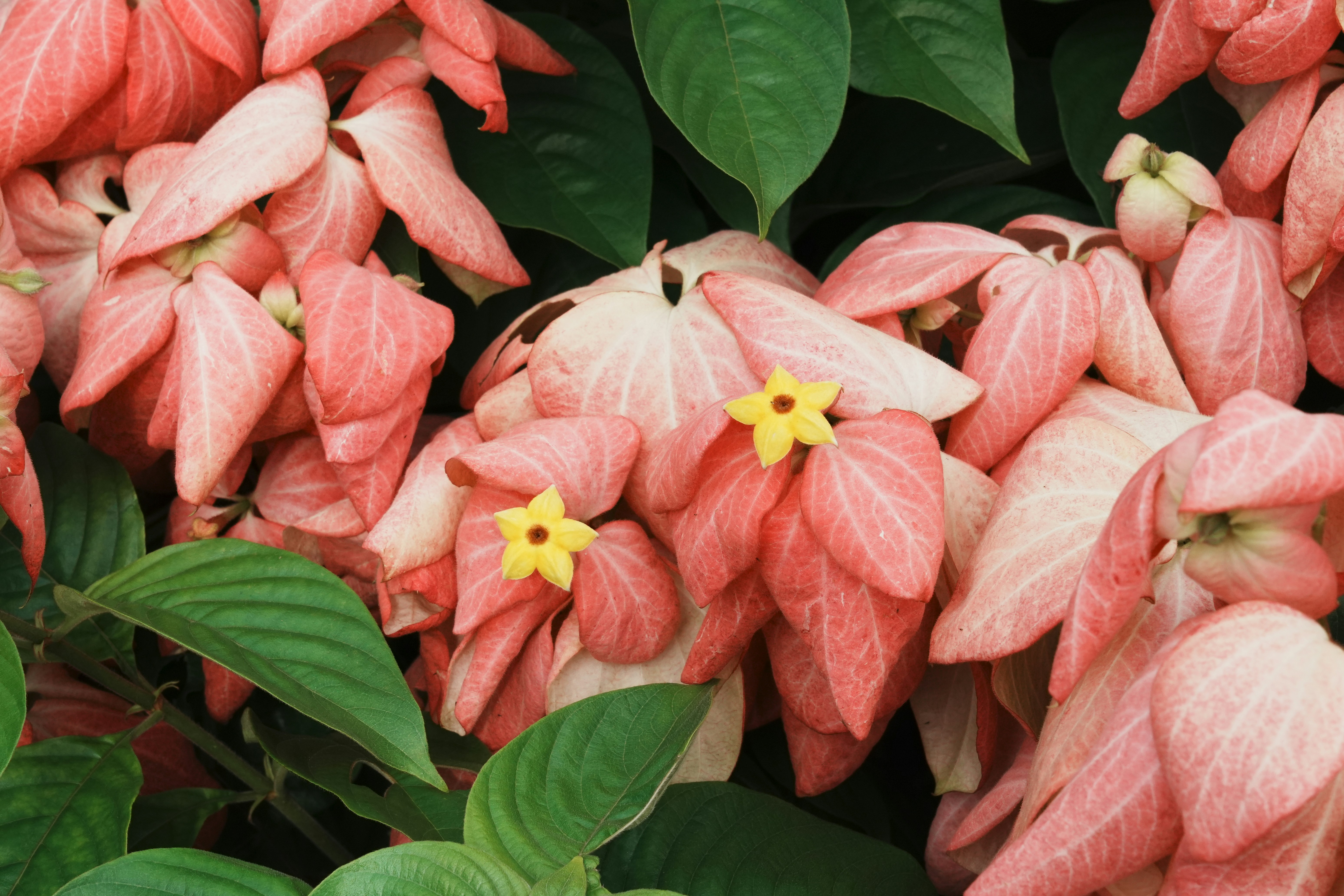 Cluster of vibrant coral flowers with striking yellow centers nestled among lush green leaves.