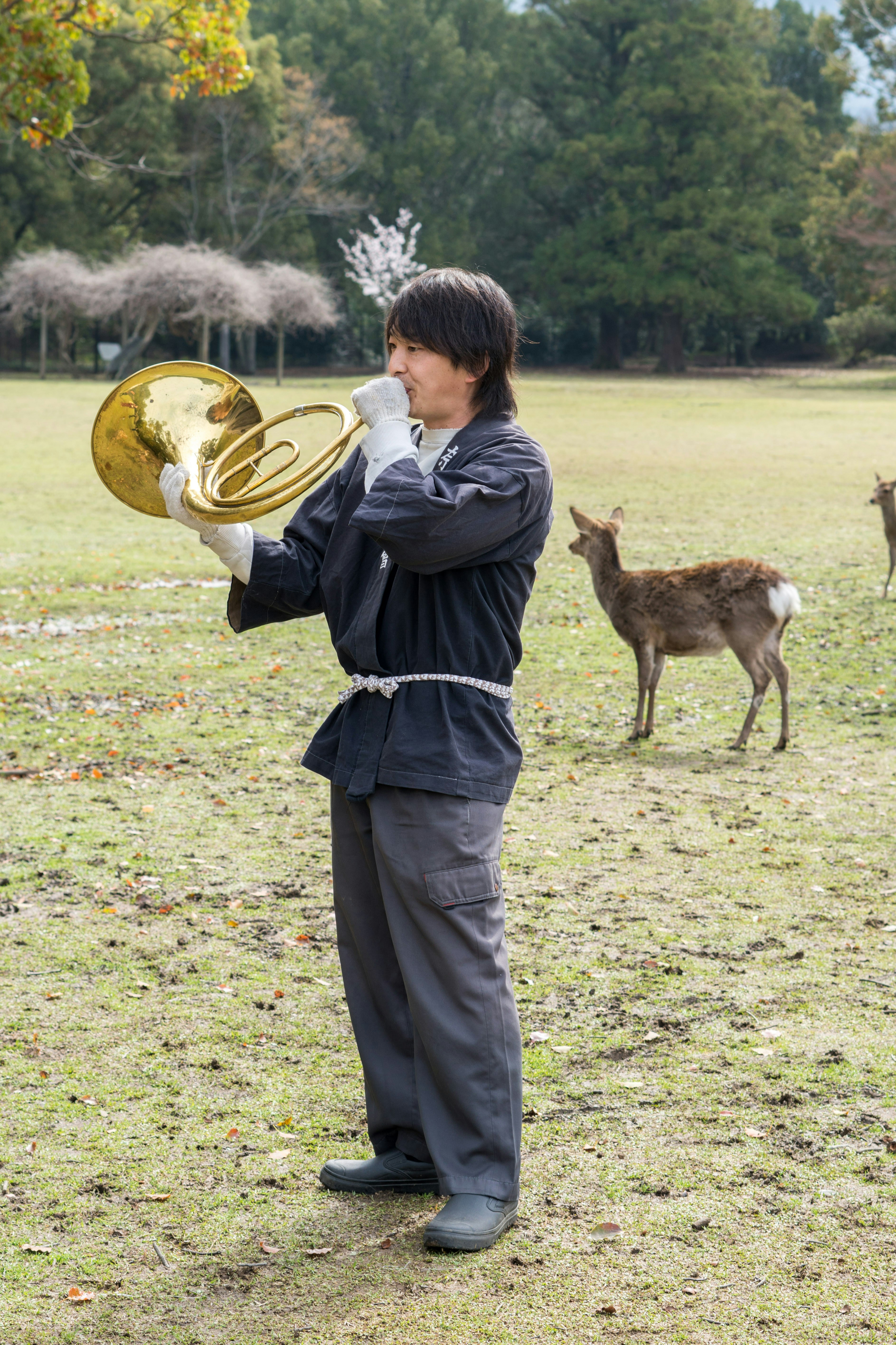 Parkside Brass Serenade: A horn player in a sunlit clearing as deer listen nearby