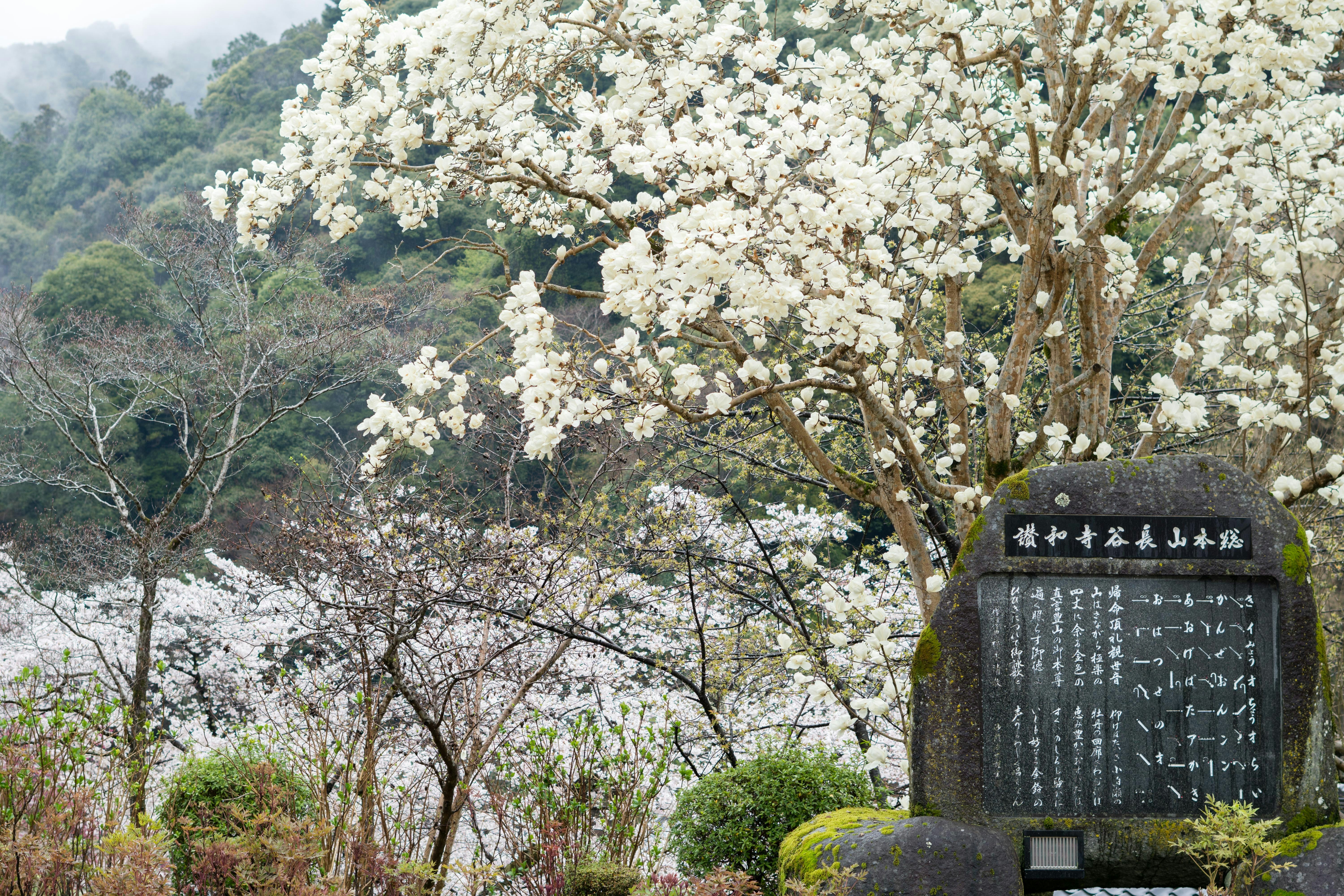 Blossoms Beside a Weathered Monument: A Quiet Hillside Garden Moment