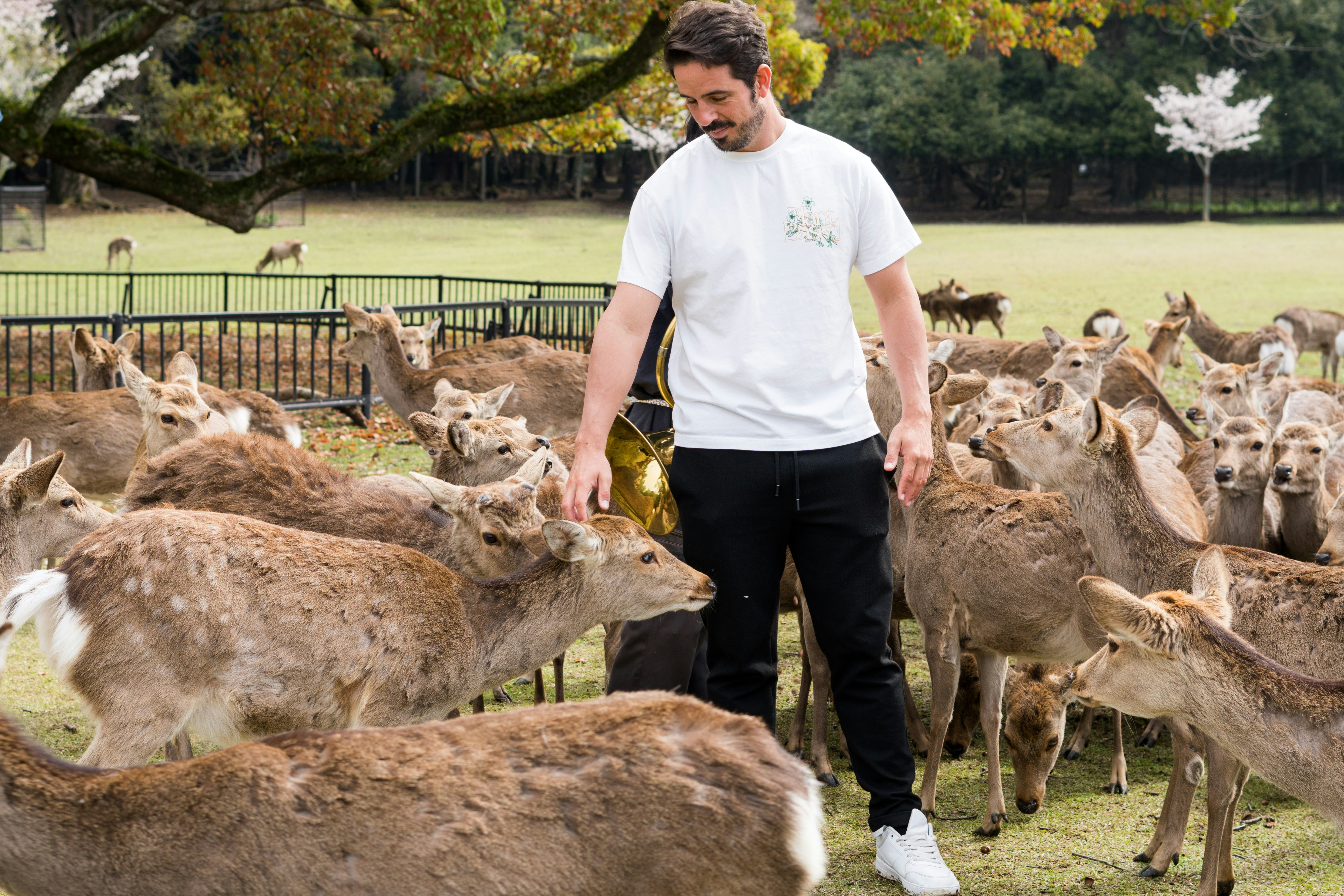 Feeding Time in the Park: A Man Among Curious Deer