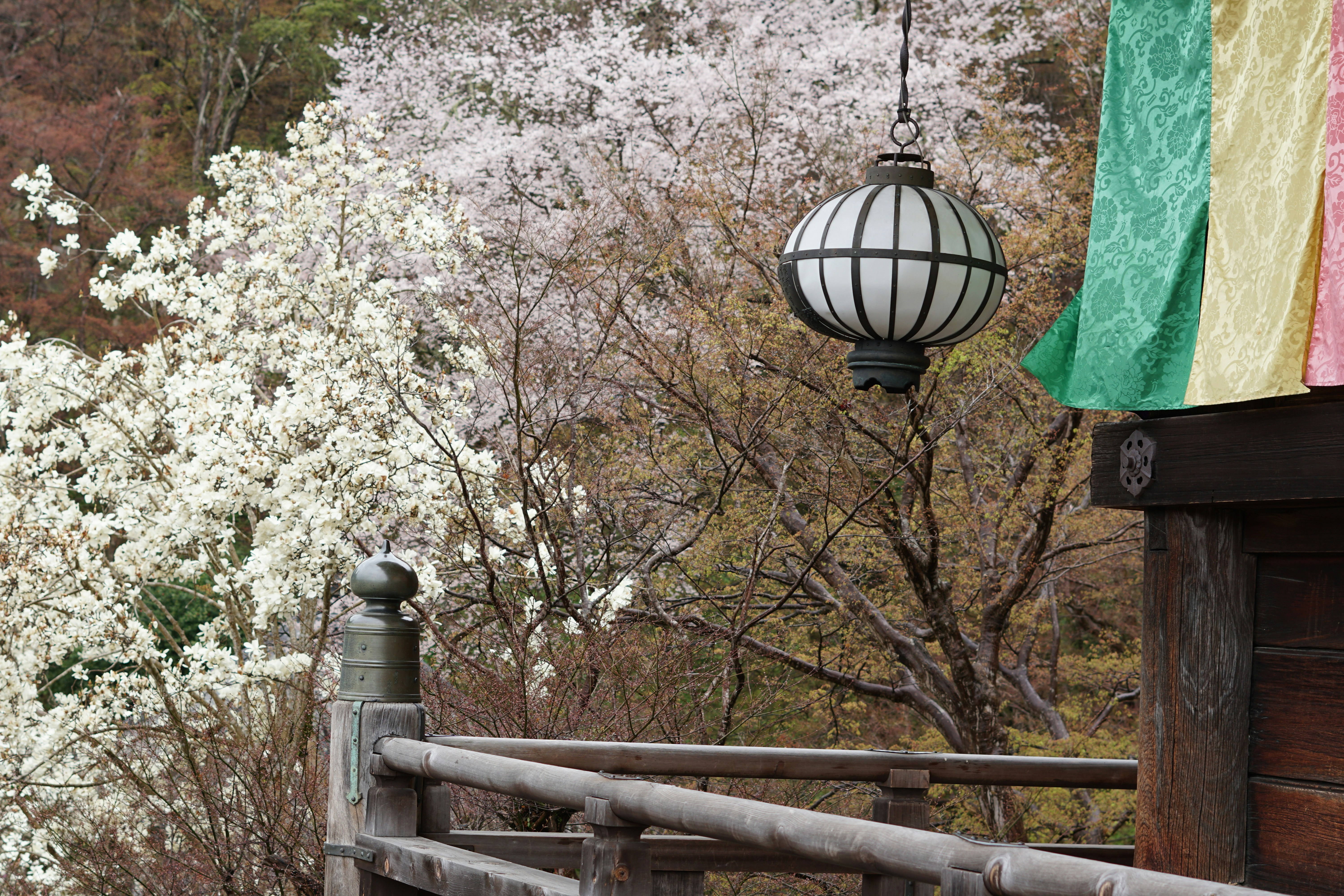 Lantern and Sakura: Quiet Moment Along the Temple Rail