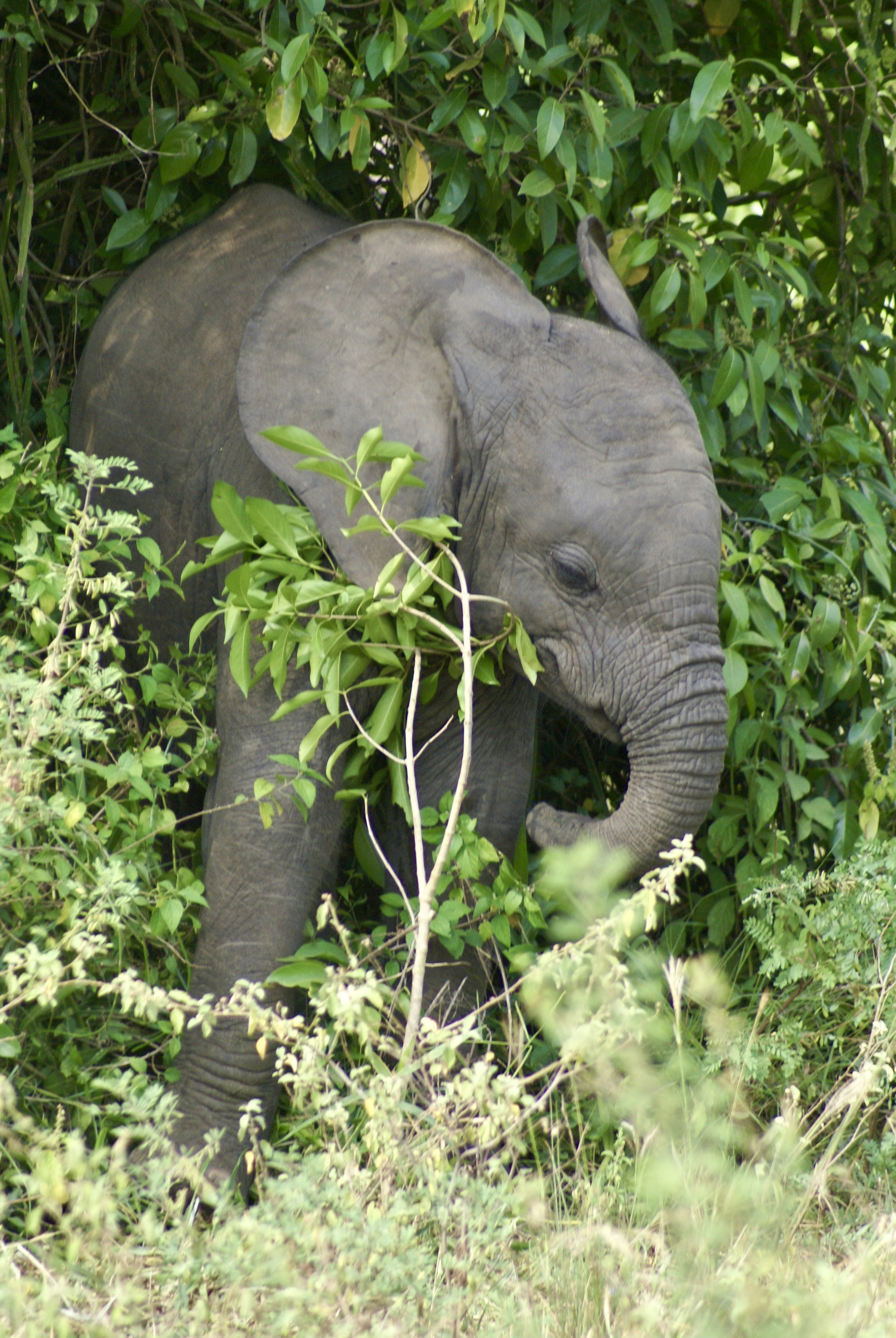 Green Canopy Snack: A juvenile elephant forages through dense foliage