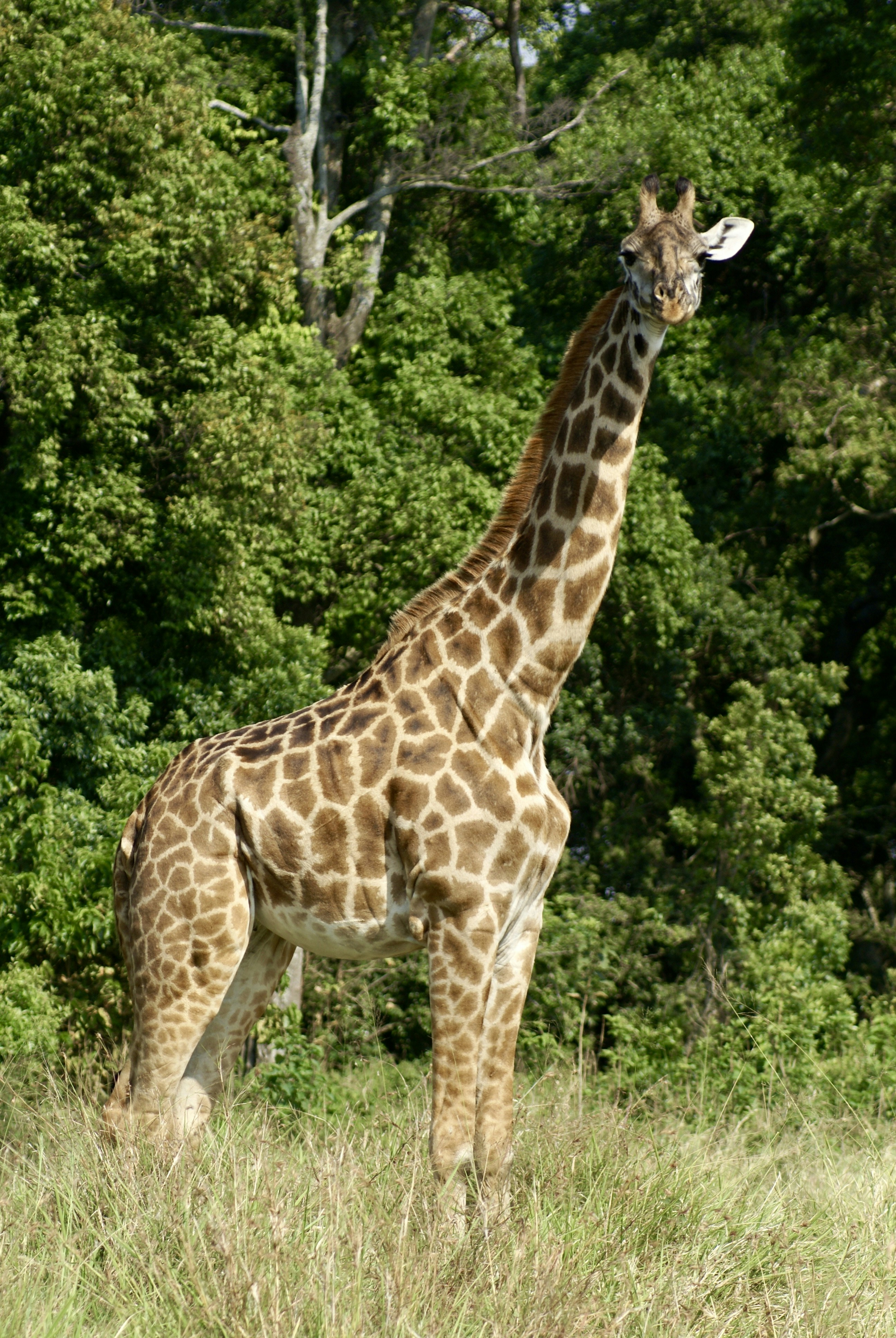Giraffe in Dappled Light: Long-Neck Sentinel Over Grass