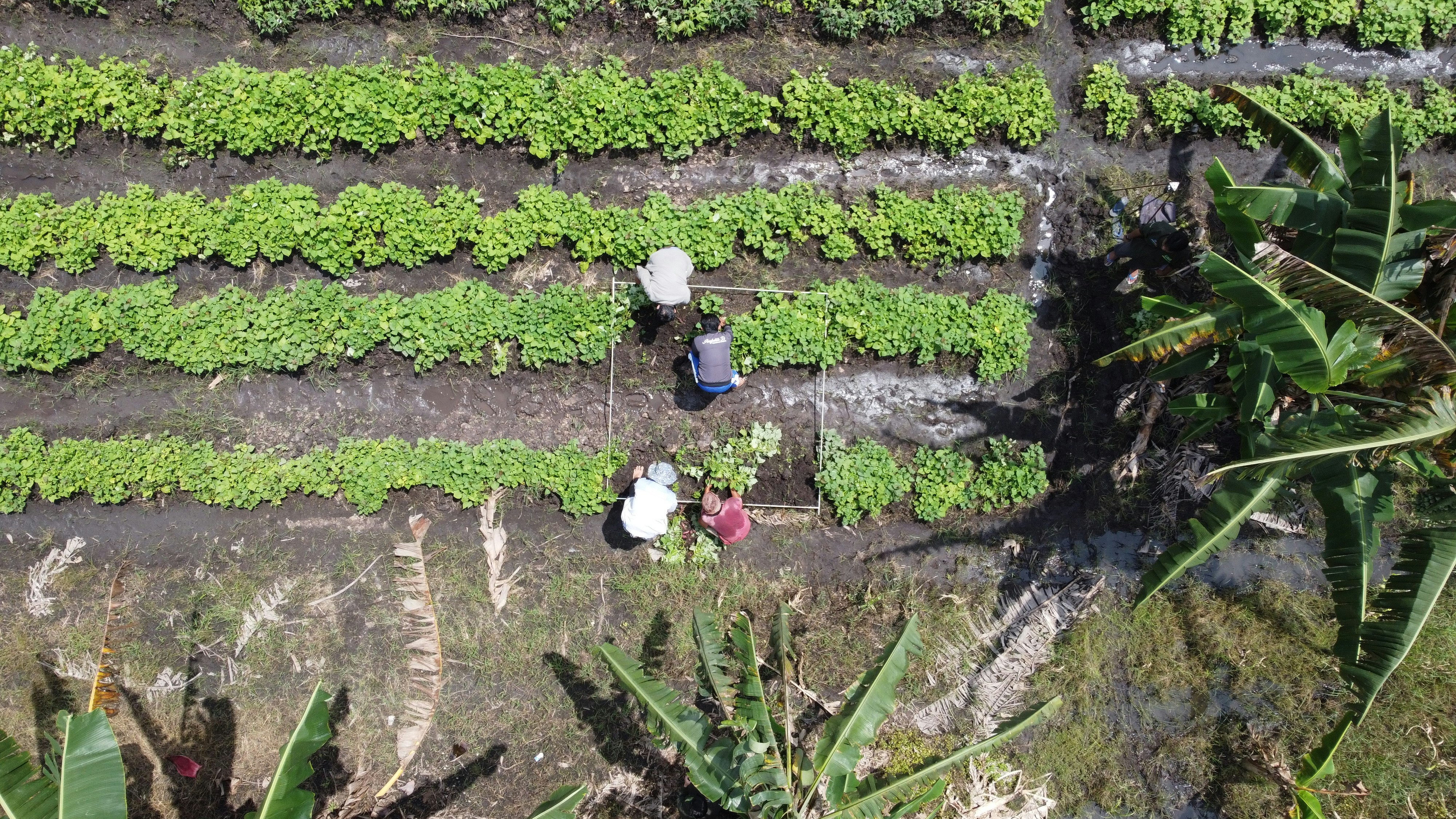 Green Quilt Over Mud: A Drone's Eye on Field Workers Tending Terraced Crops