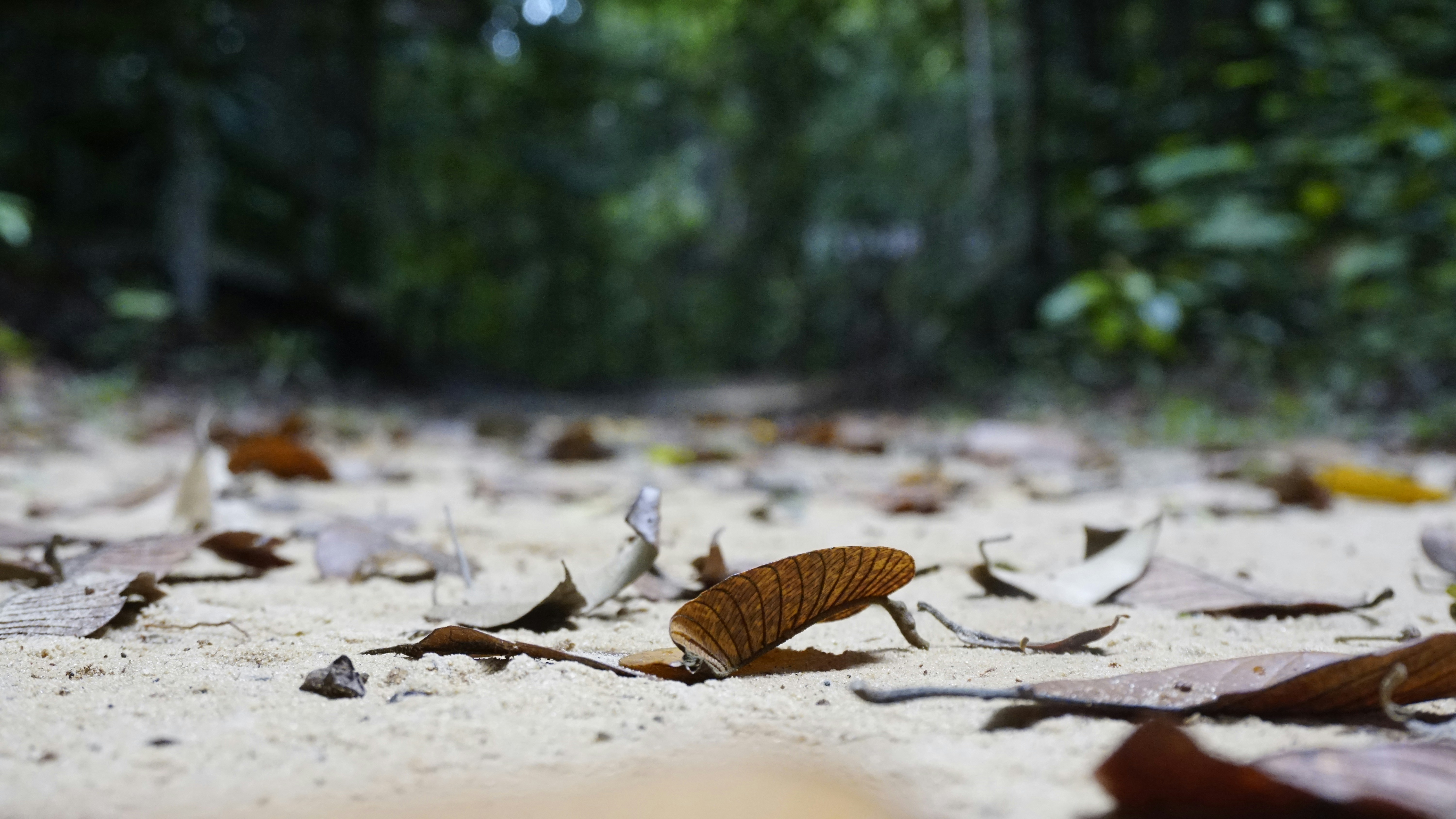 A bunch of leaves that are on the ground photo – Free Bukit bangkirai ...