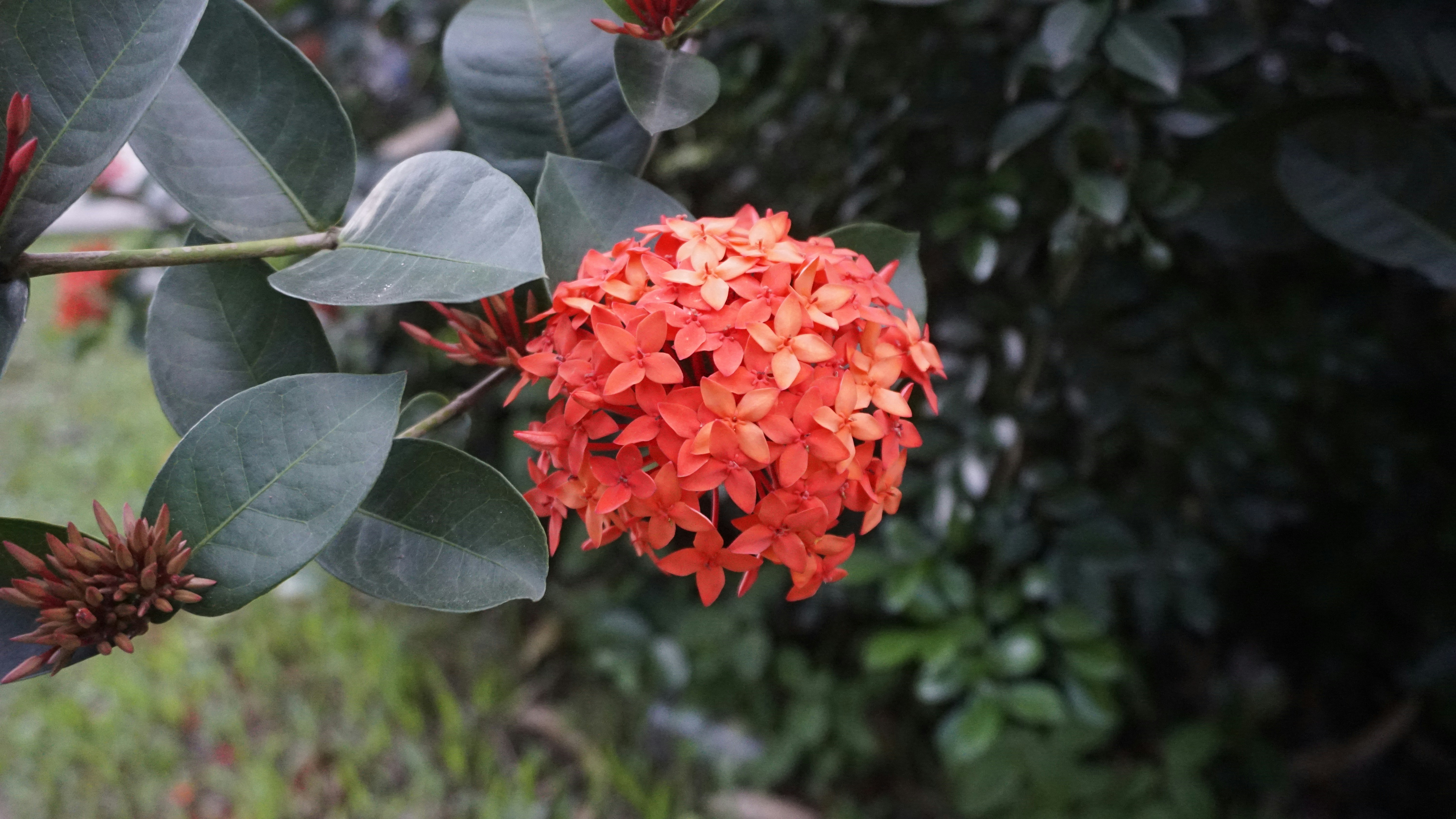 Bright orange ixora flower cluster surrounded by deep green leaves in a garden setting.