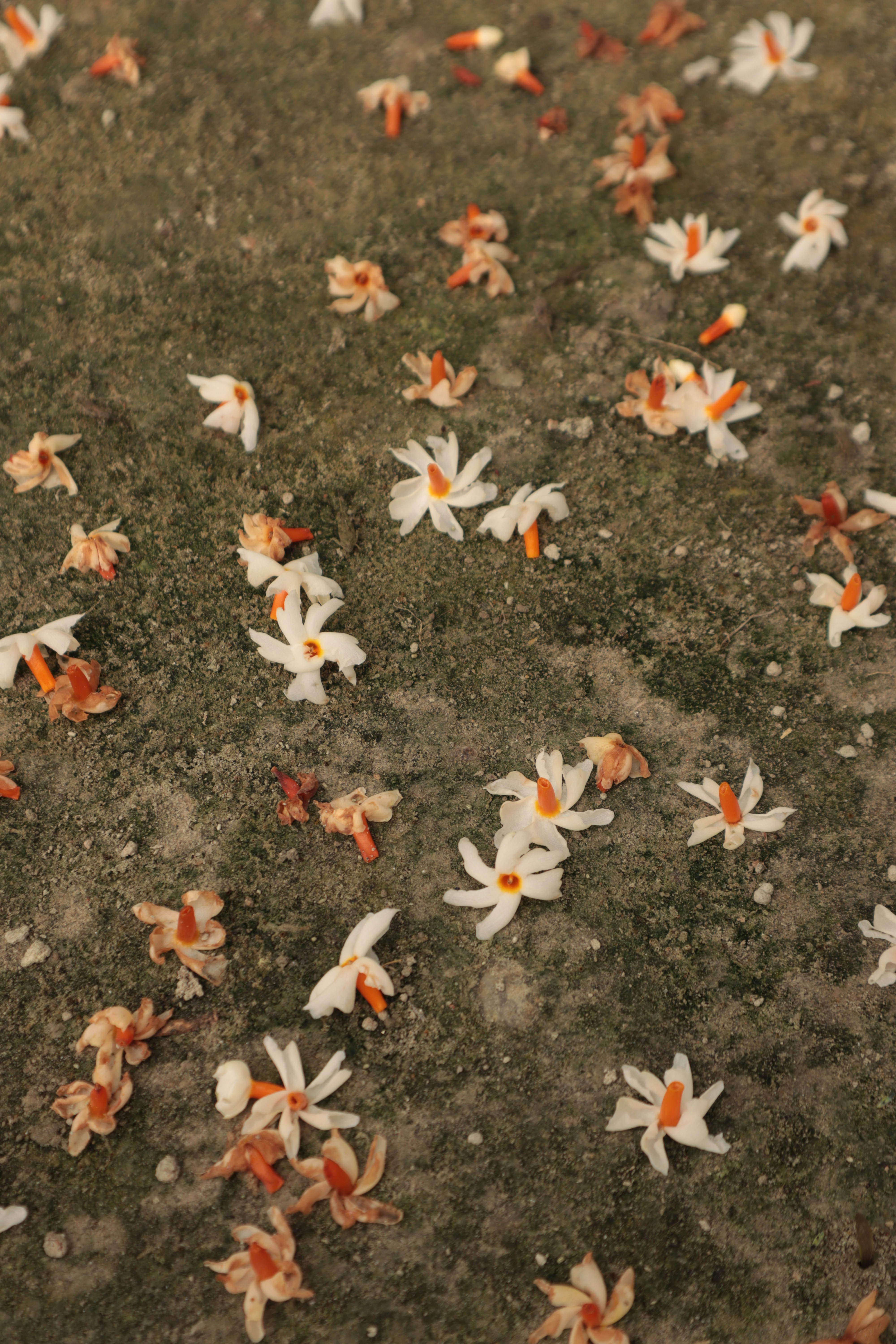 A bunch of flowers that are laying on the ground photo – Free India ...