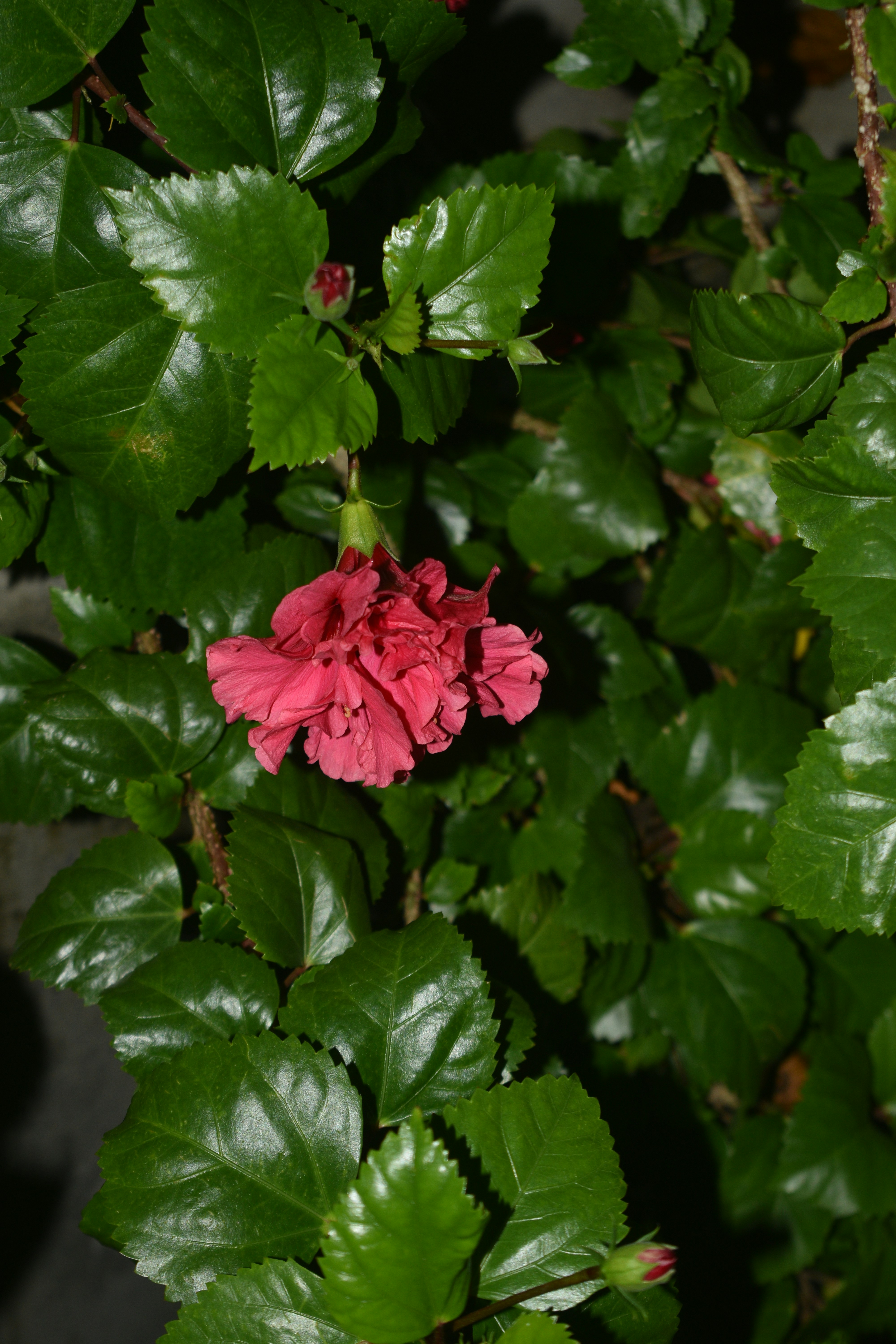 Crimson Hibiscus Amid Glossy Emeralds: A Quiet Floral Portrait