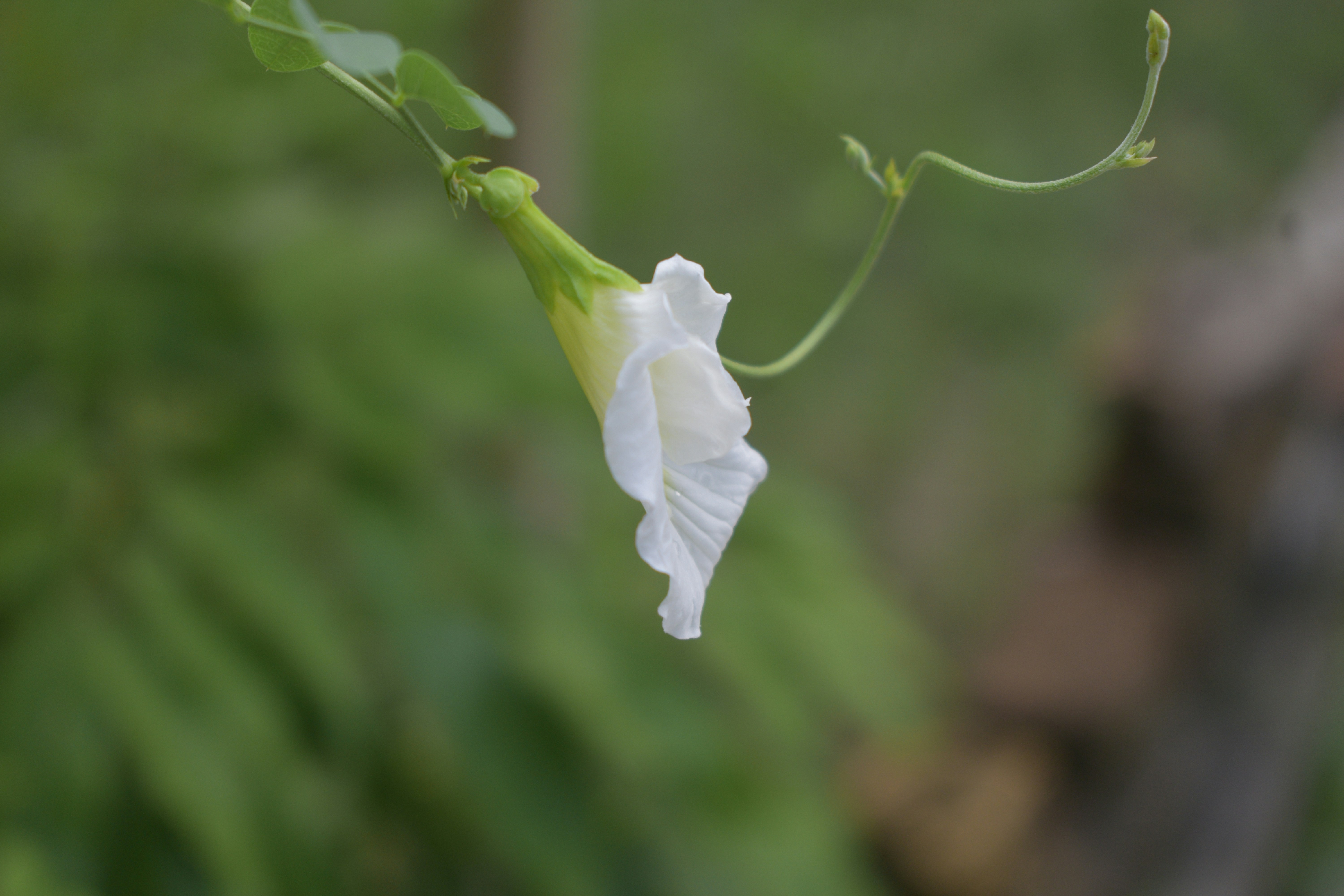 Lone White Bloom Suspended in a Green Blur