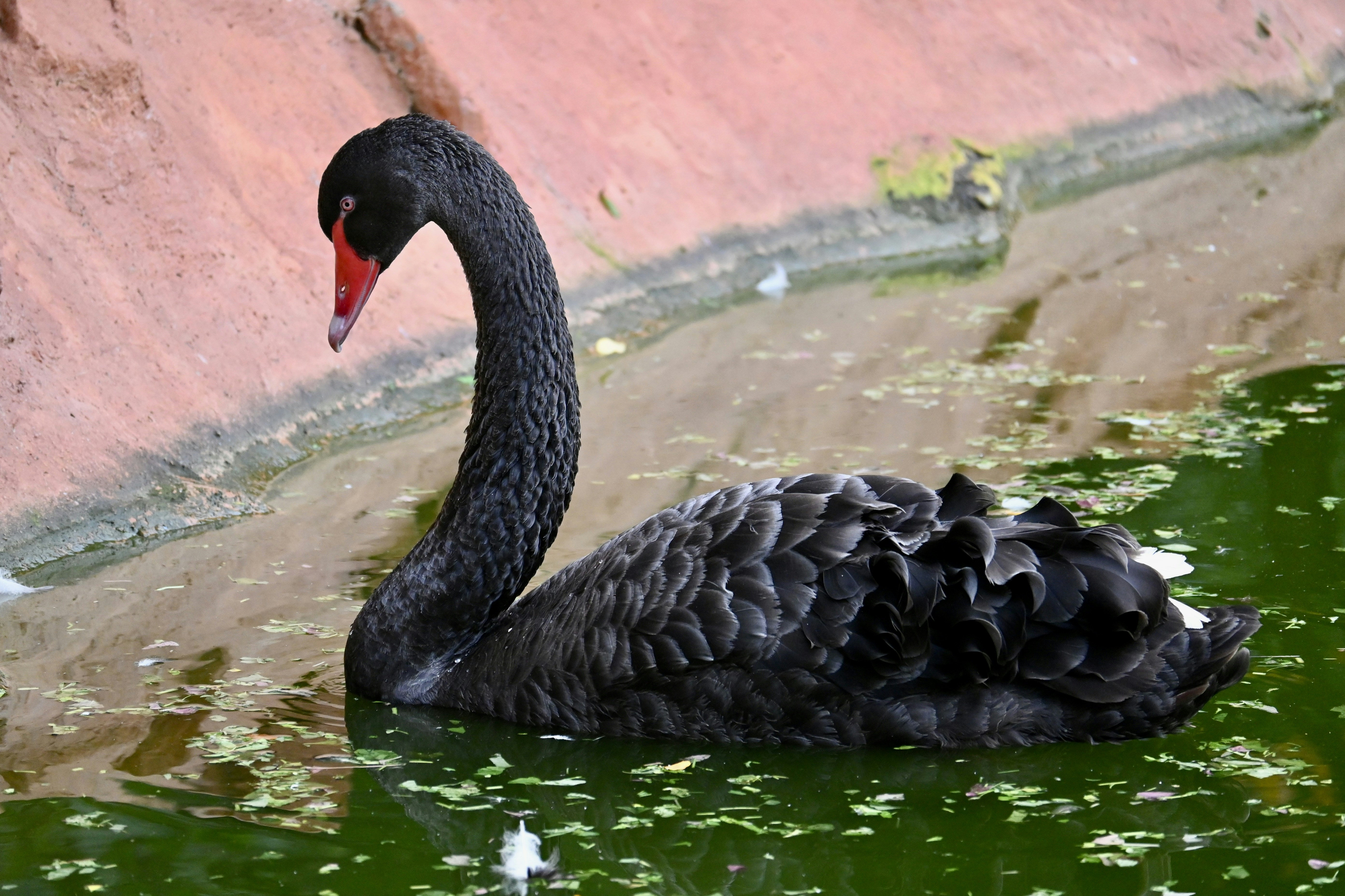 Crimson Beak, Velvet Feathers: A Black Swan in a Serene Green Pool