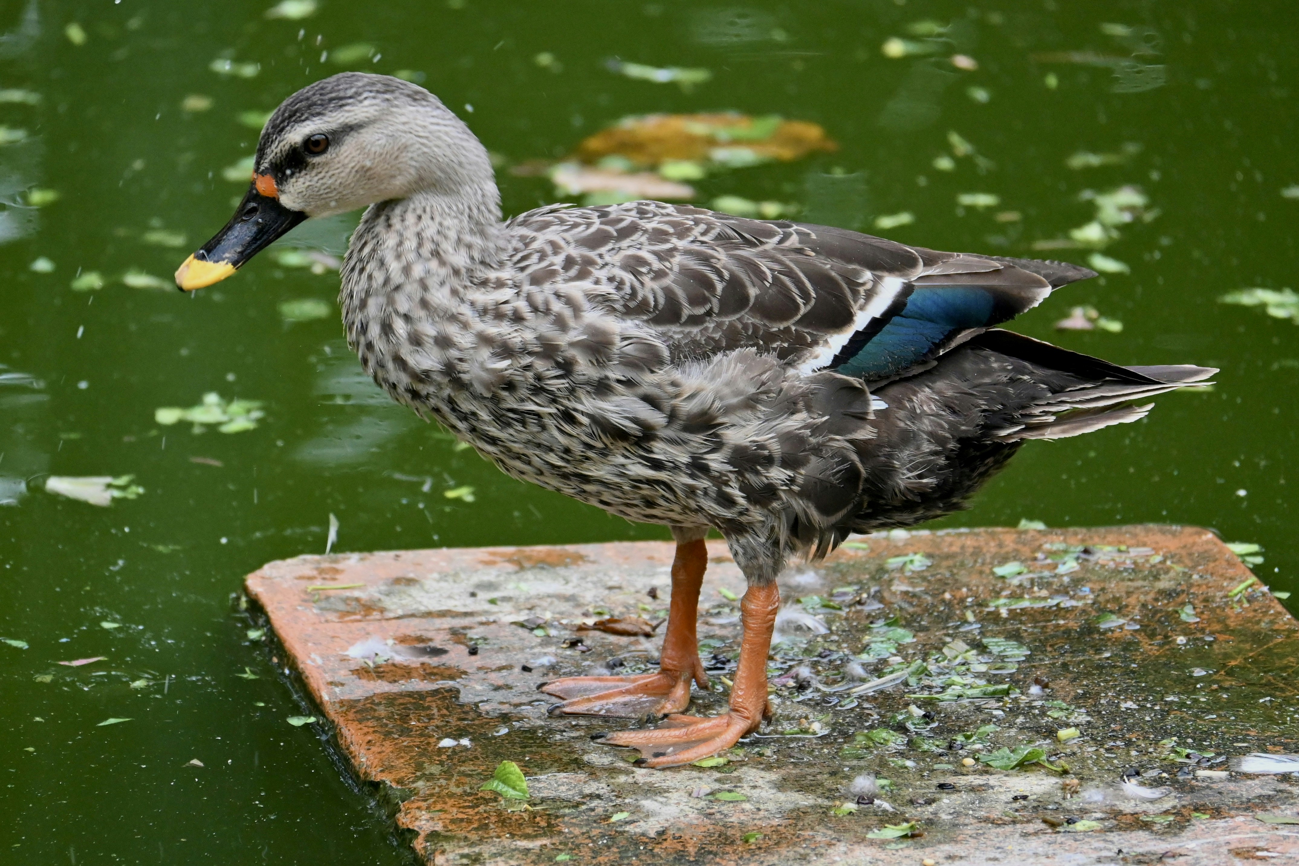 Mallard on a Weathered Platform: Quiet Focus Over a Green Pond