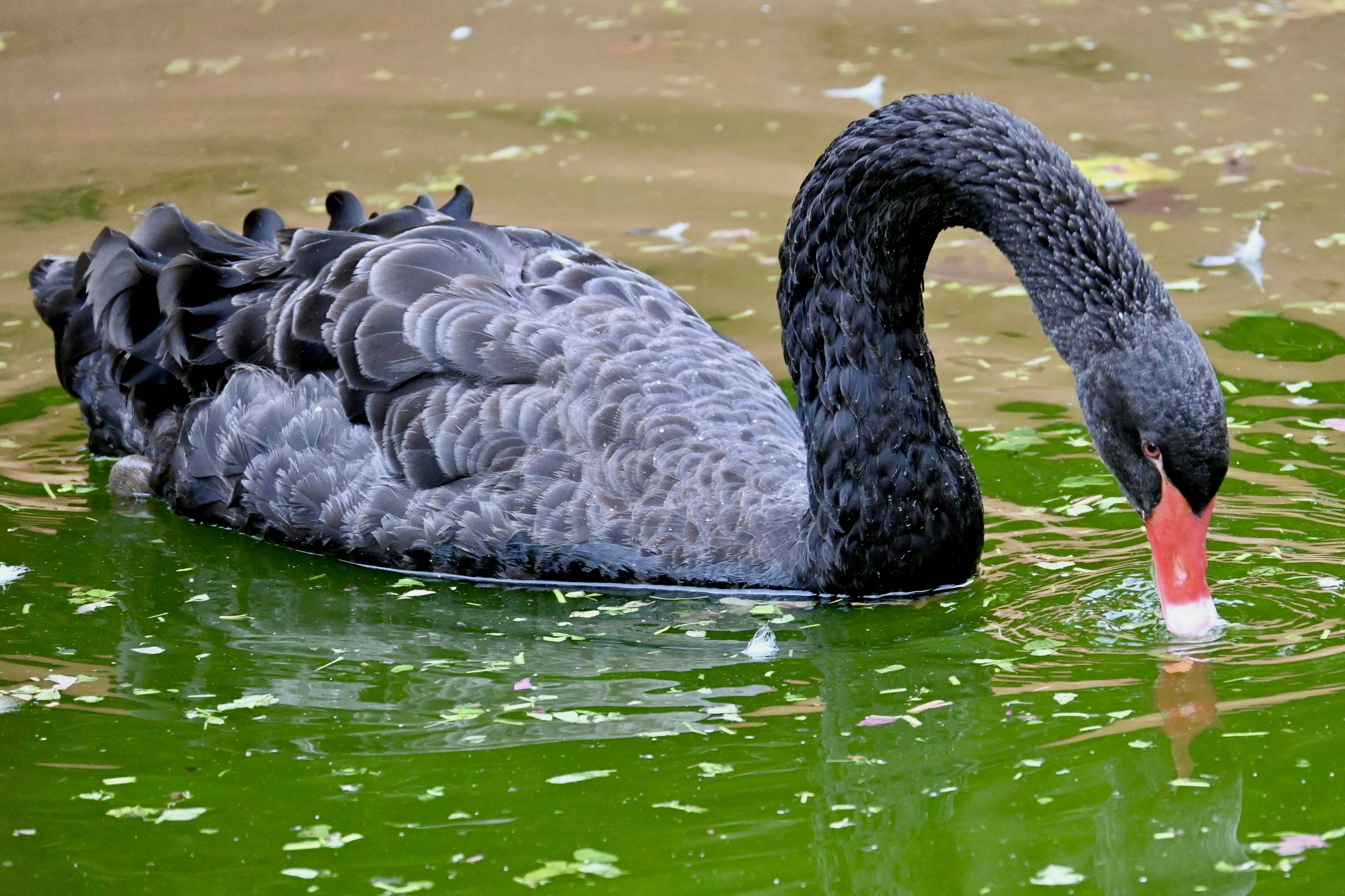 Emerald Pond Serenade: A Black Swan's Curved Neck and Crimson Beak