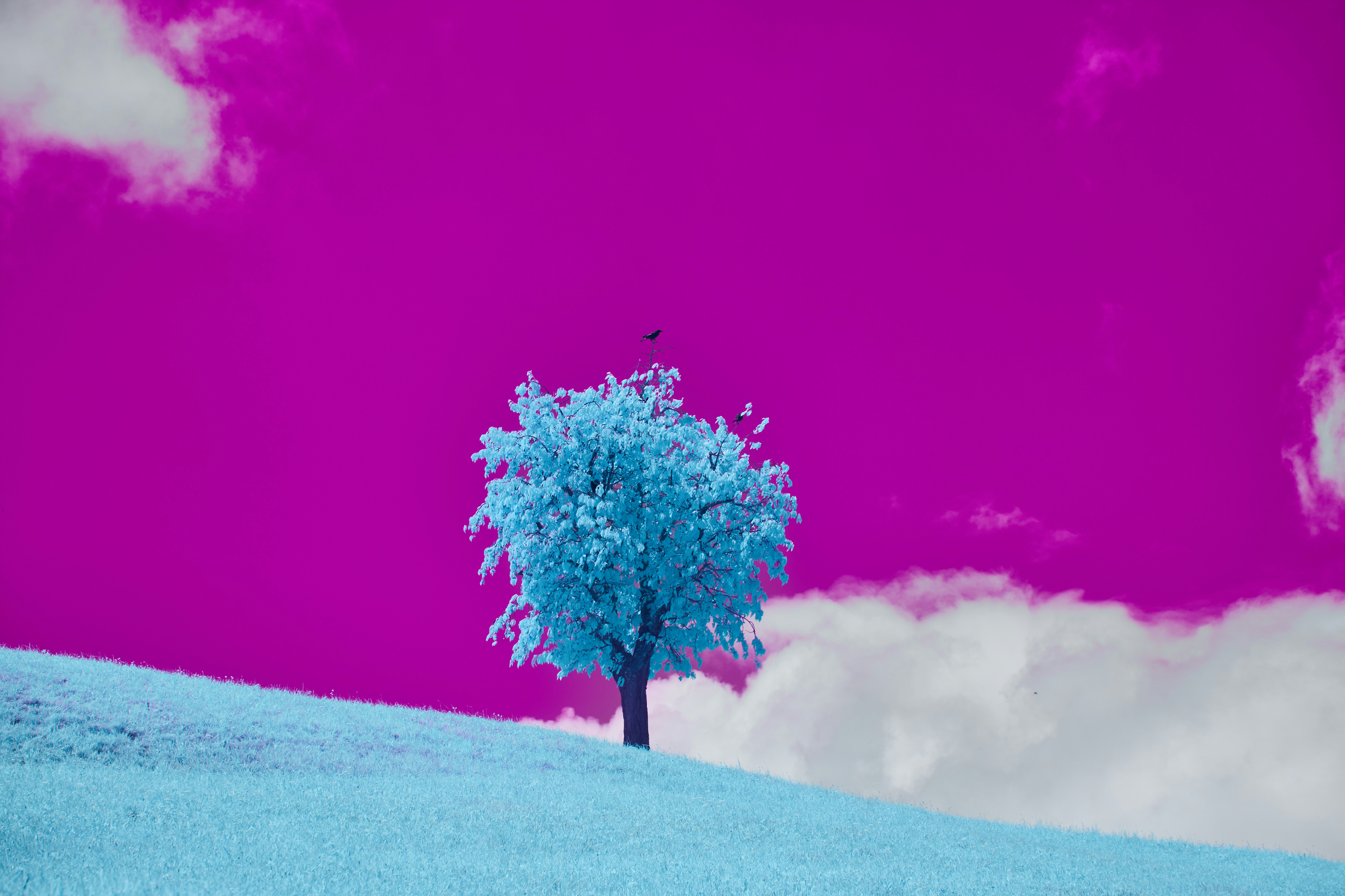 Photo by Wolfgang Hasselmann with Sony Alpha 7 IV