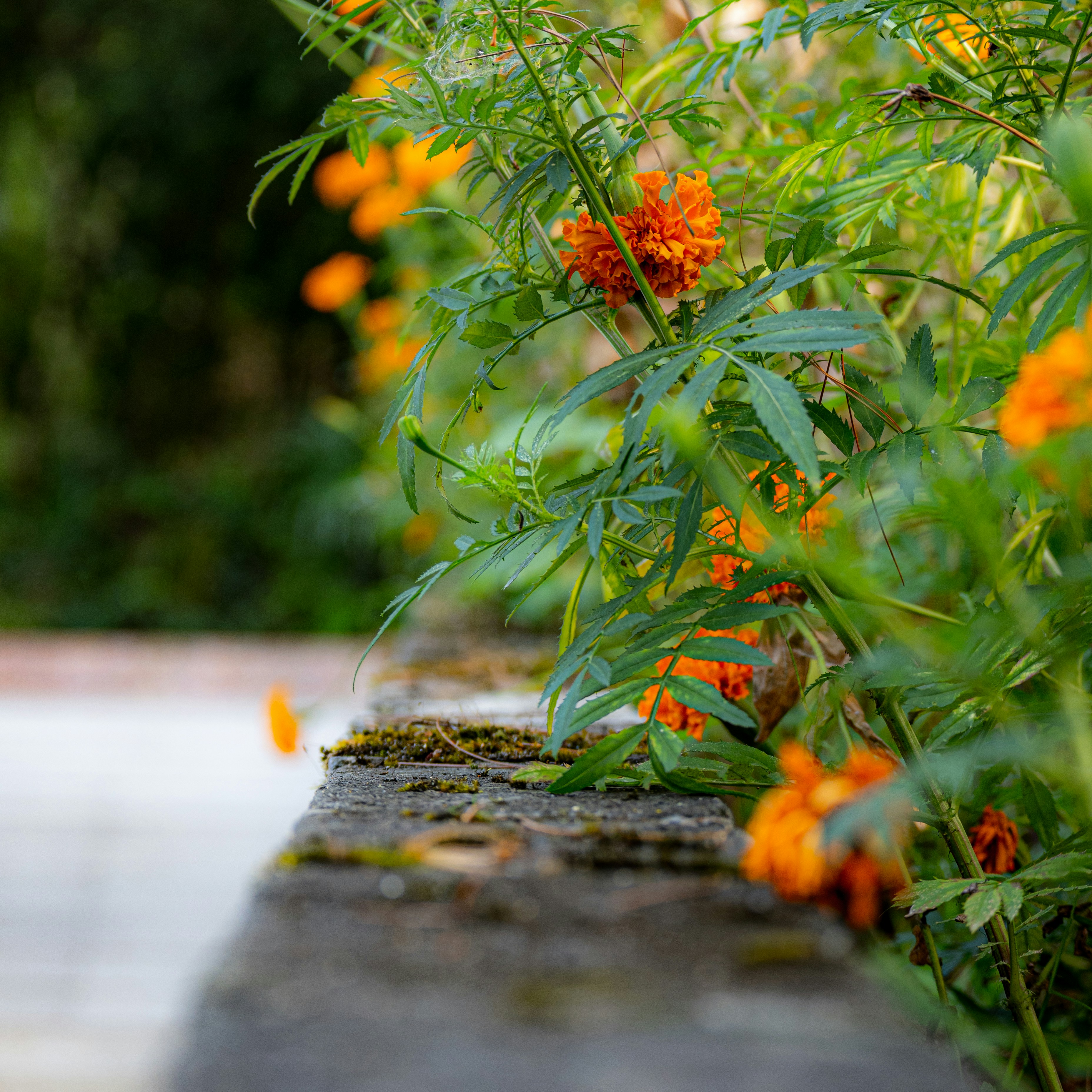 Orange Delphiniums Along a Mossy Wall