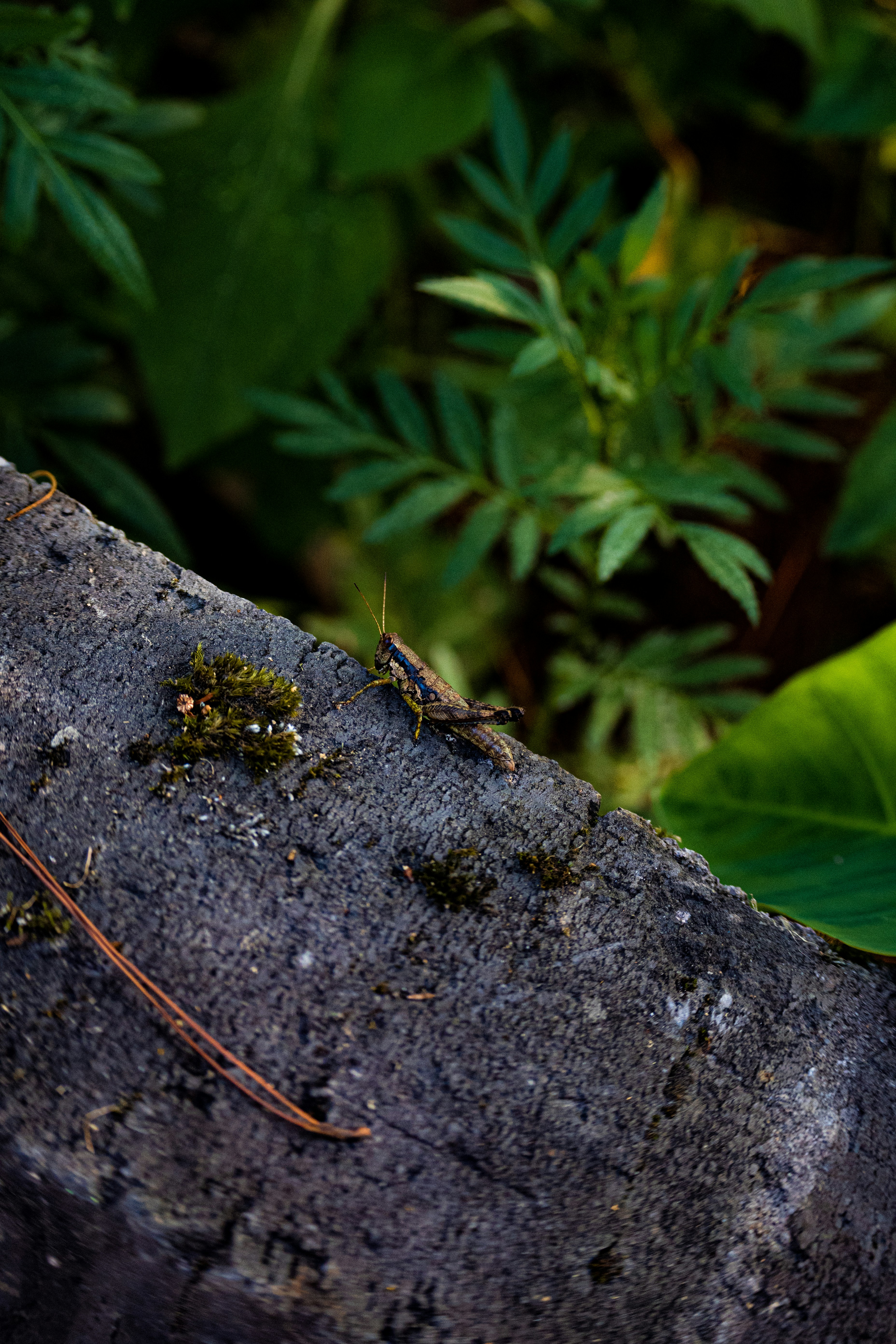 Tiny Camouflaged Acrobat on Weathered Concrete