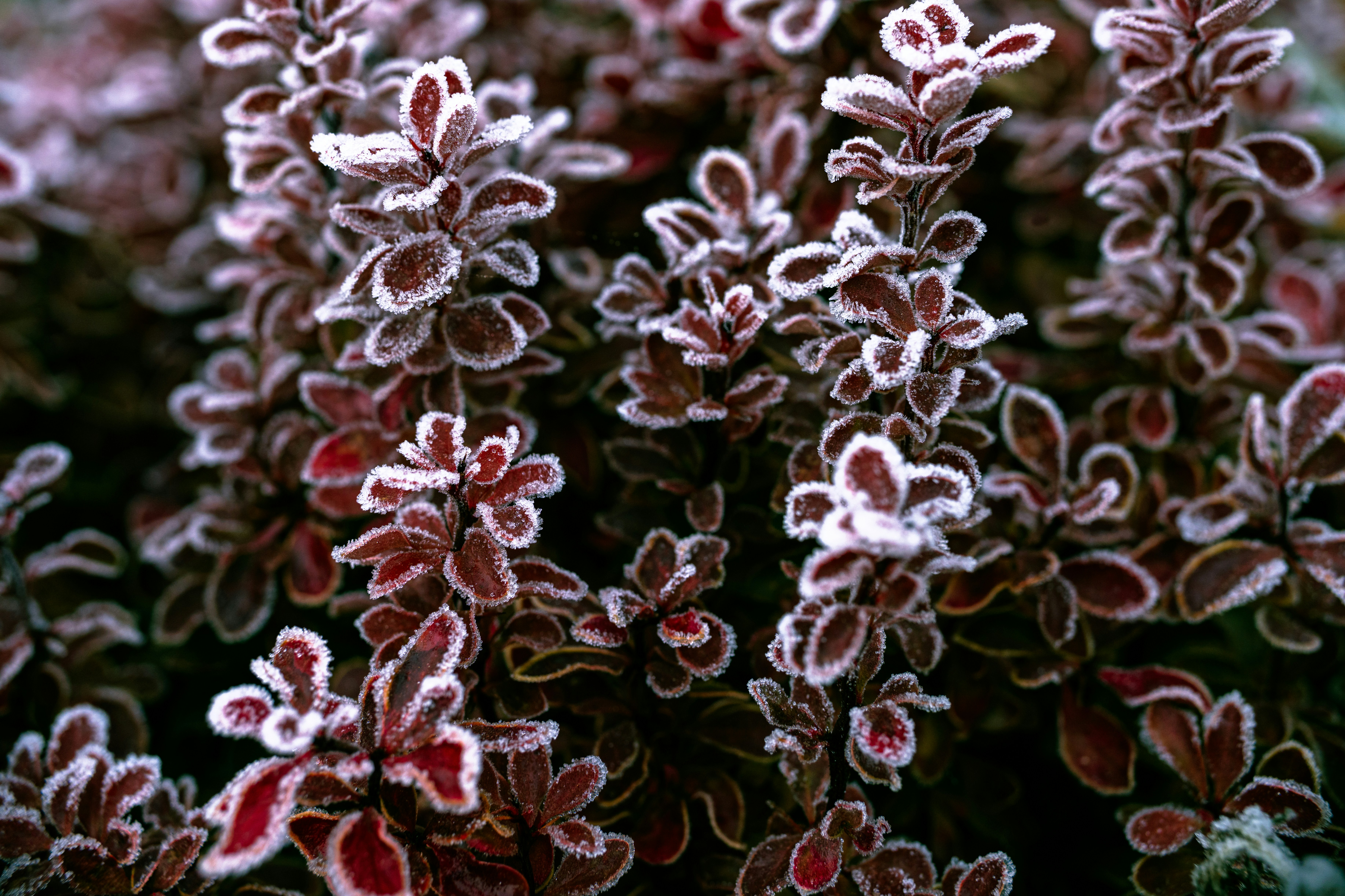 Frost-kissed Foliage: Tiny Crystals along Velvet Red Edges